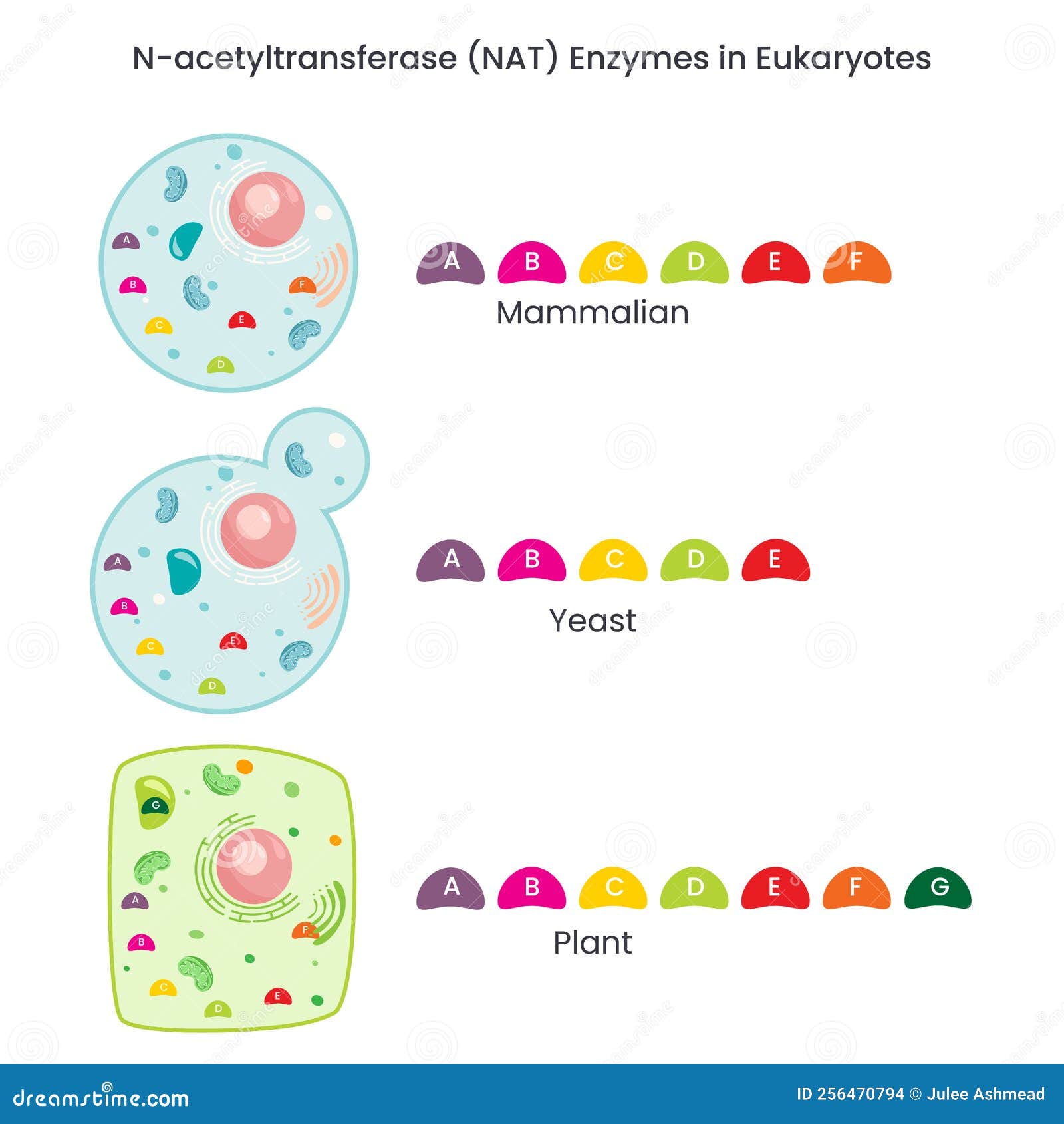 Nat Cartoons, Illustrations & Vector Stock Images - 408 Pictures to ...