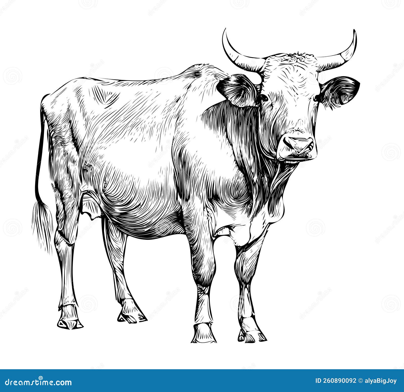 Cow Sketch. Breeding Cow Illustration. Animal Husbandry. Livestock ...