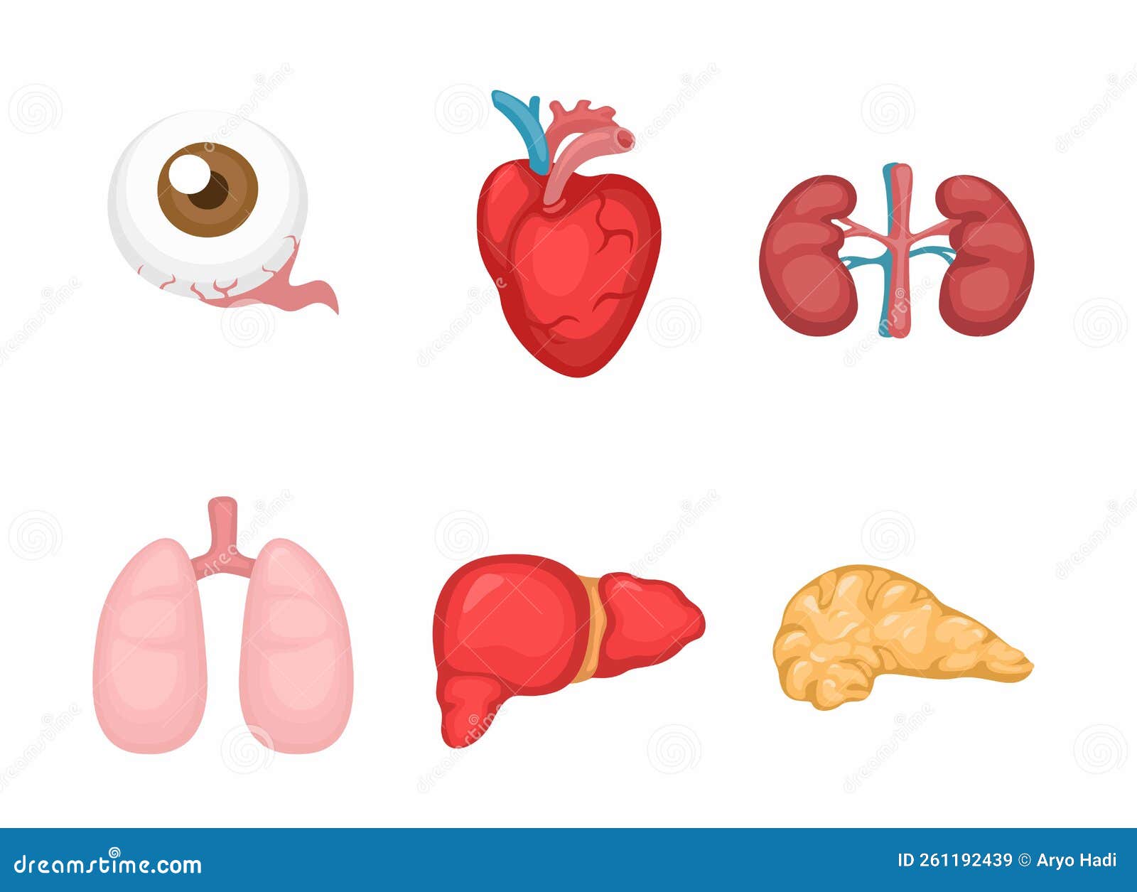 Human Organ Body Part Symbol for Transplantation Donation Illustration ...