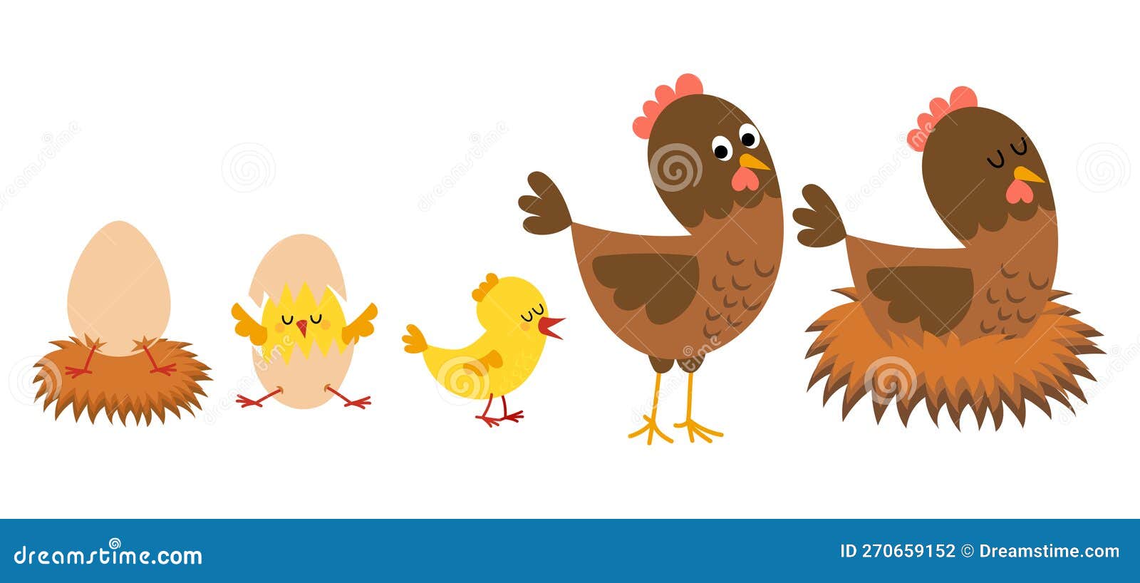 Hatching and Growing Process of Chicken. Stock Vector - Illustration of ...
