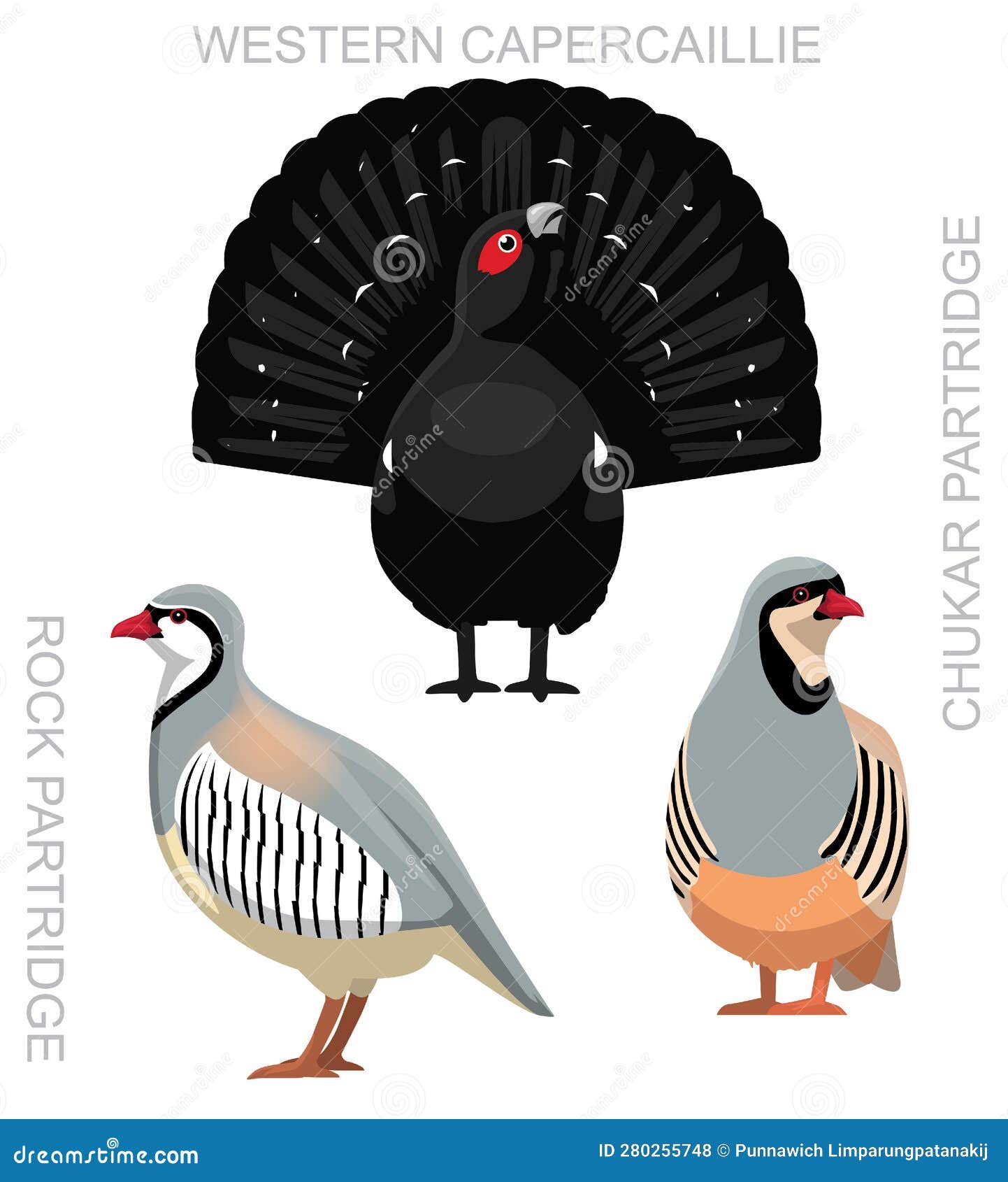 Cute Bird Partridge Capercaillie Hen Set Cartoon Vector Stock Vector ...