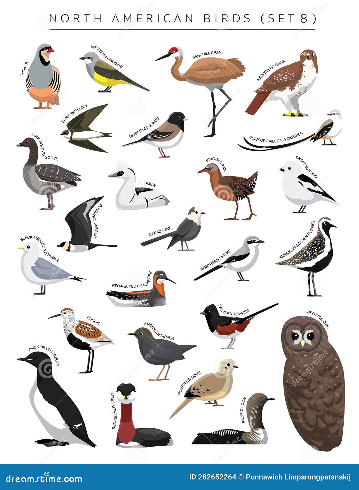 North American Birds Set Cartoon Vector Character 8 Stock Vector ...
