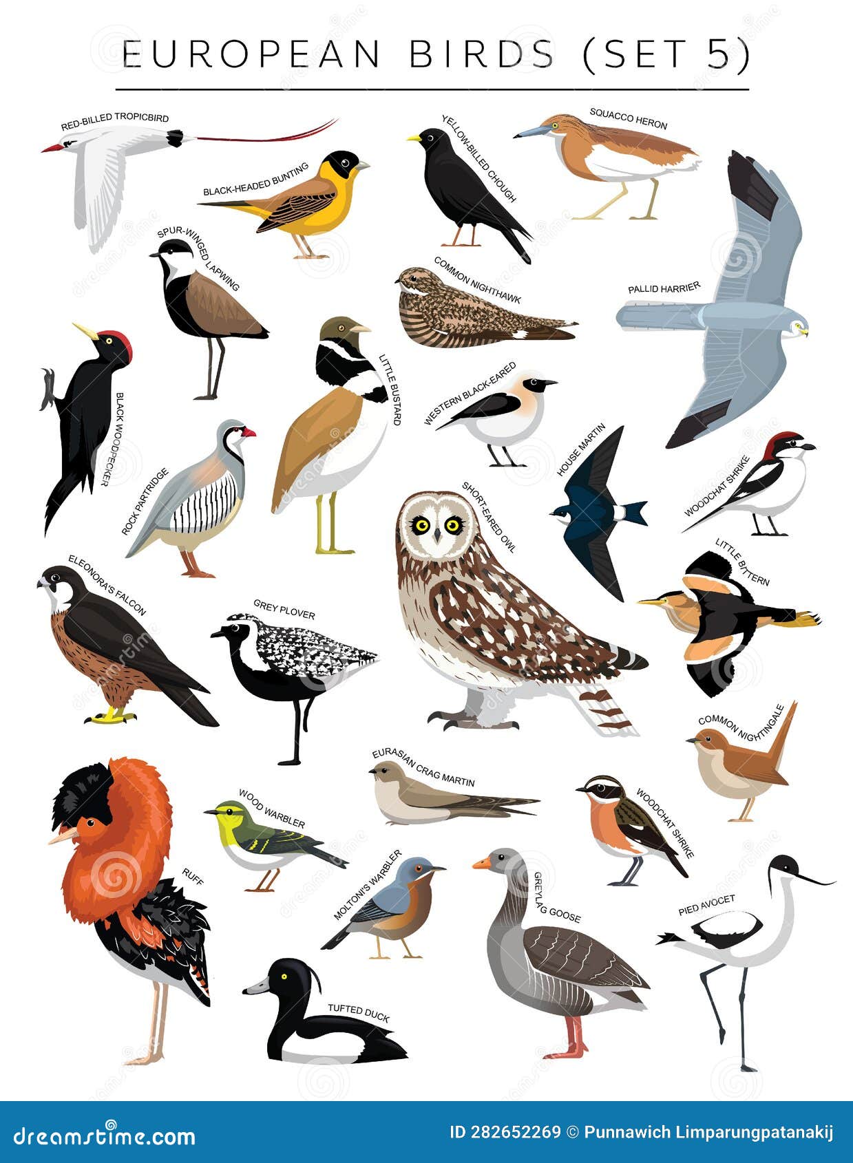 European Birds Set Cartoon Vector Character 5 Stock Vector ...