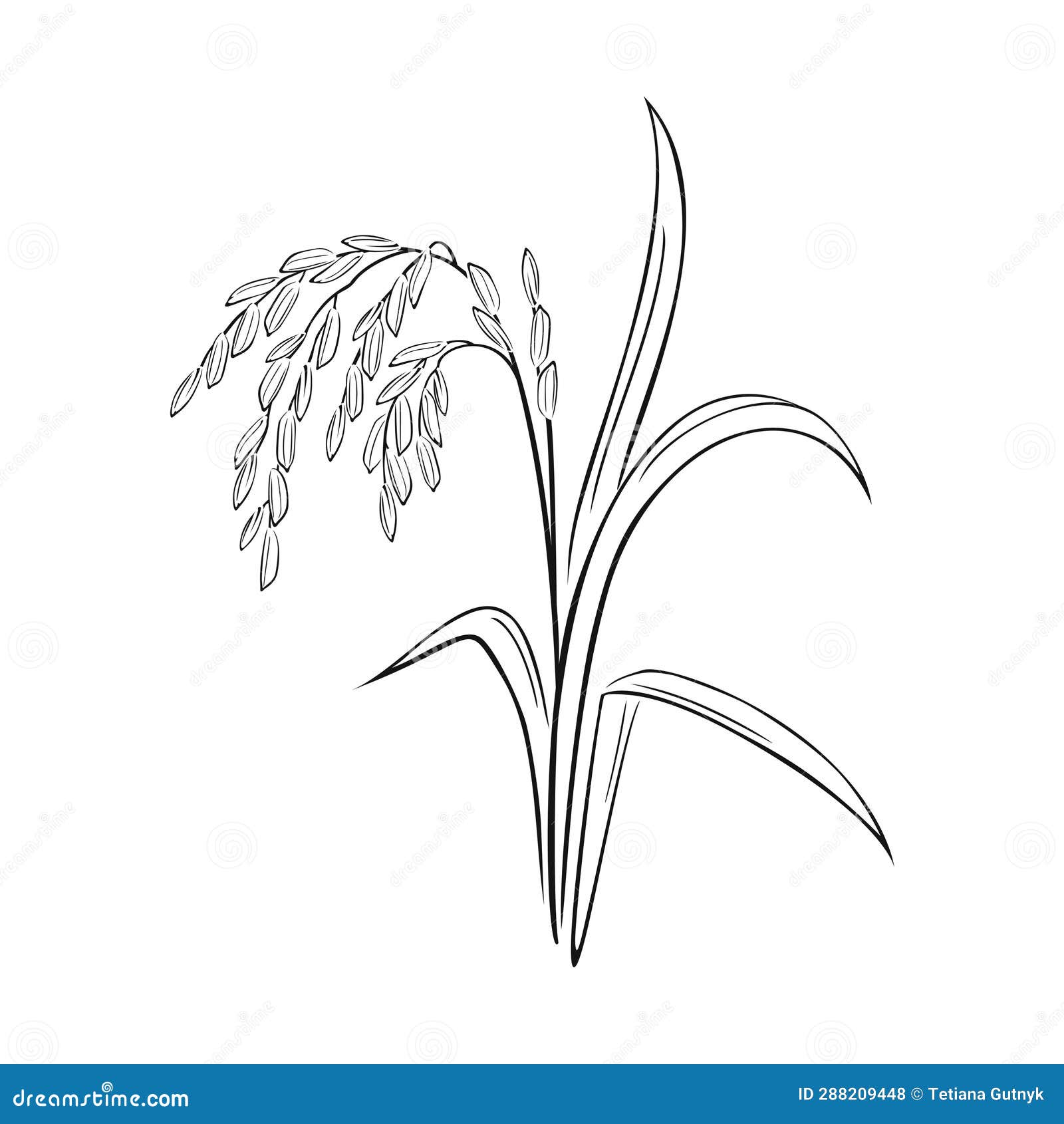 Spikelet Of Rice Plant Isolated On White Background. Vector ...