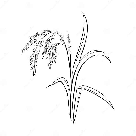 Spikelet of Rice Outline. Black and White Silhouette of Cereals Stock ...