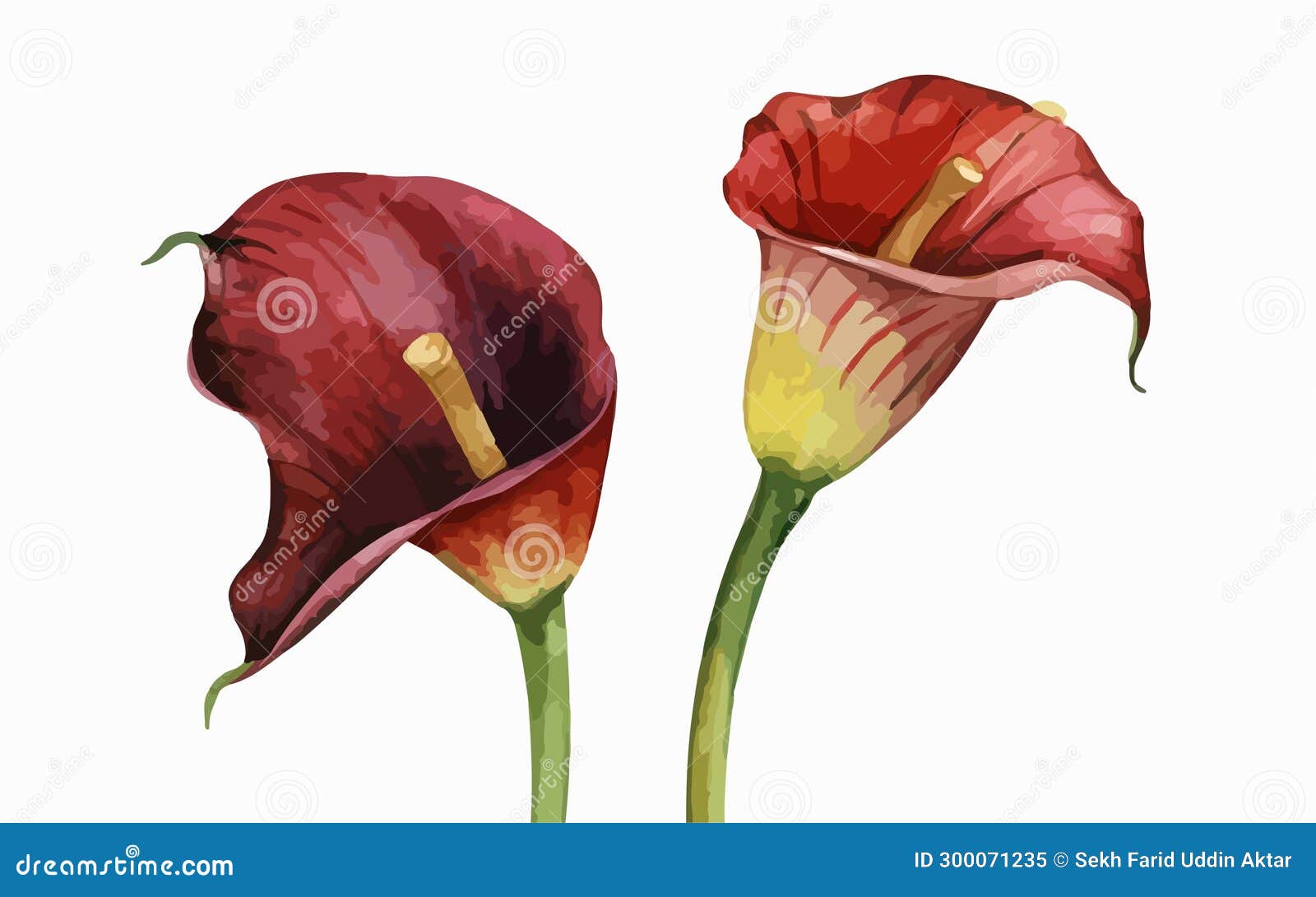 Red Calla Lily Flower Watercolor Art and Illustration Created with Ai ...