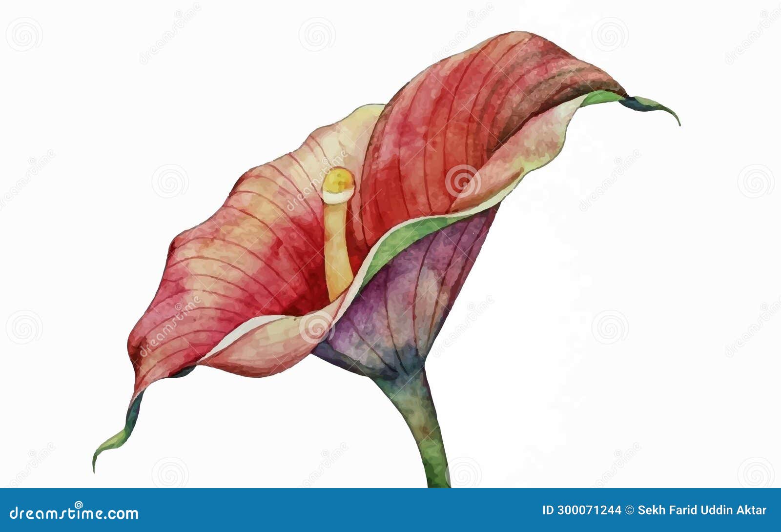Red Calla Lily Flower Watercolor Art and Illustration Created with Ai ...
