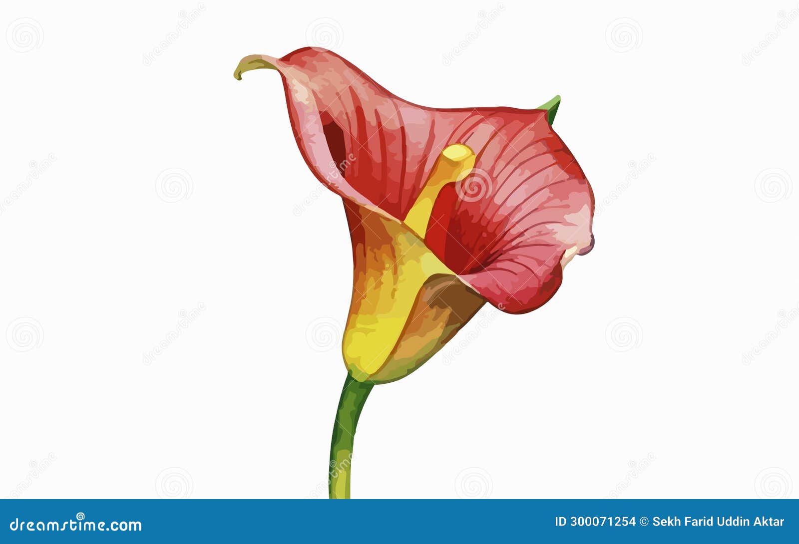 Red Calla Lily Flower Watercolor Art and Illustration Created with Ai ...
