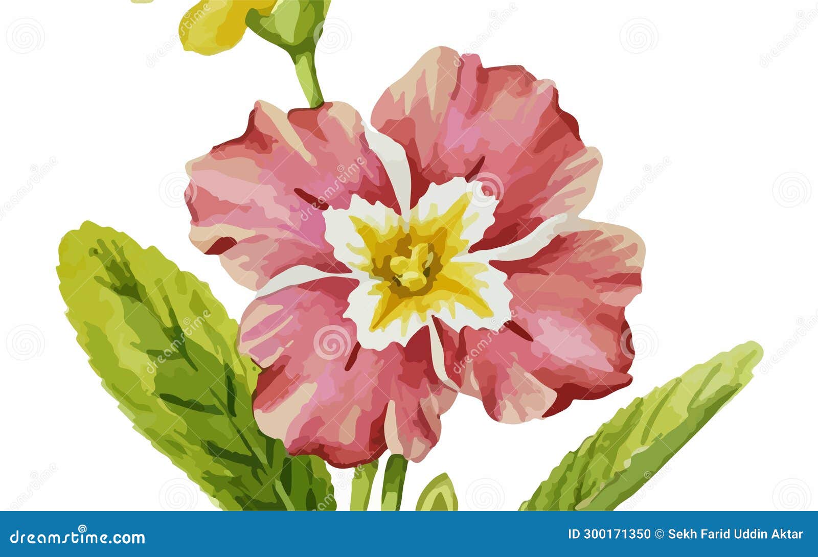 Cape Primrose Flower Watercolor Art and Illustration Created with AI ...