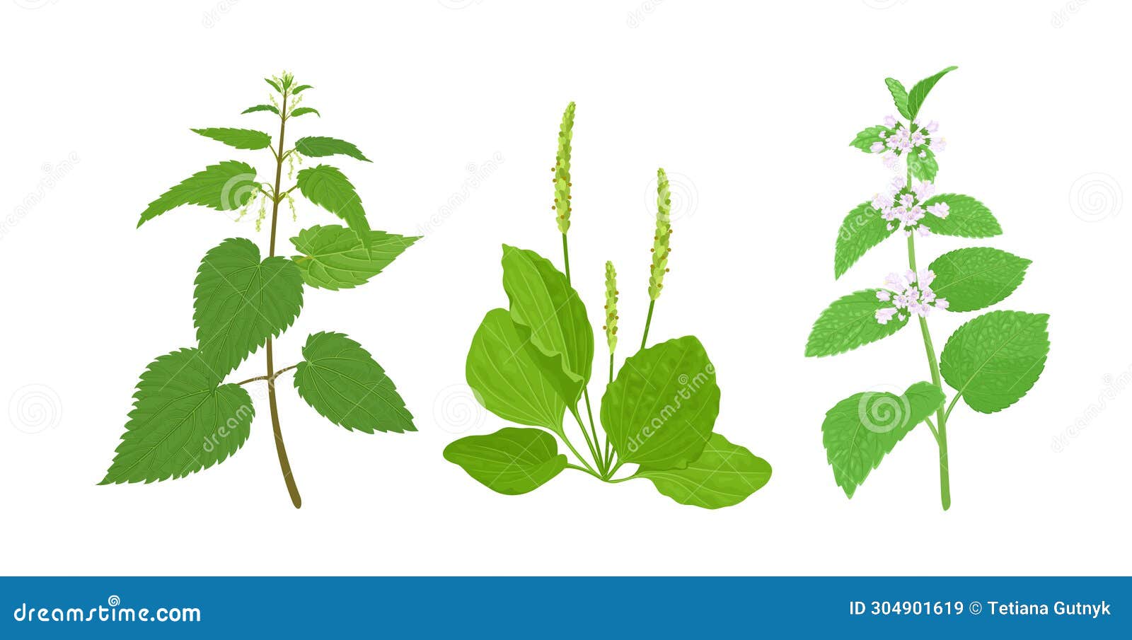 Nettle Branch Colored Detailed Illustration. Cartoon Vector ...