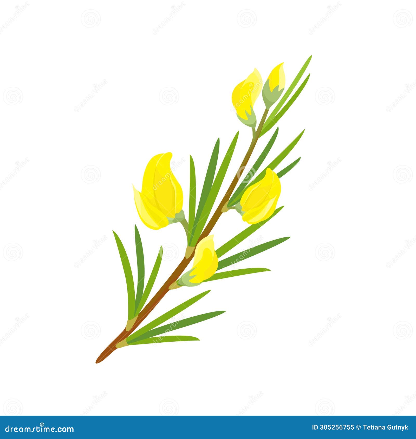 Rooibos Plant with Flowers Isolated on White Background. Branches of ...
