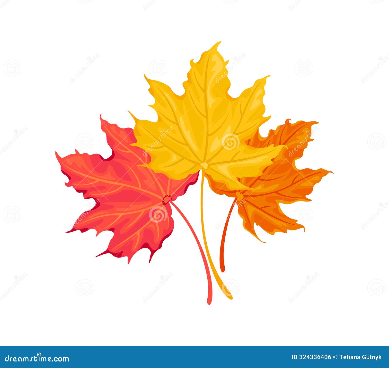 Autumn Bouquet. Three Fall Maple Leaves of Red, Yellow and Orange Color ...