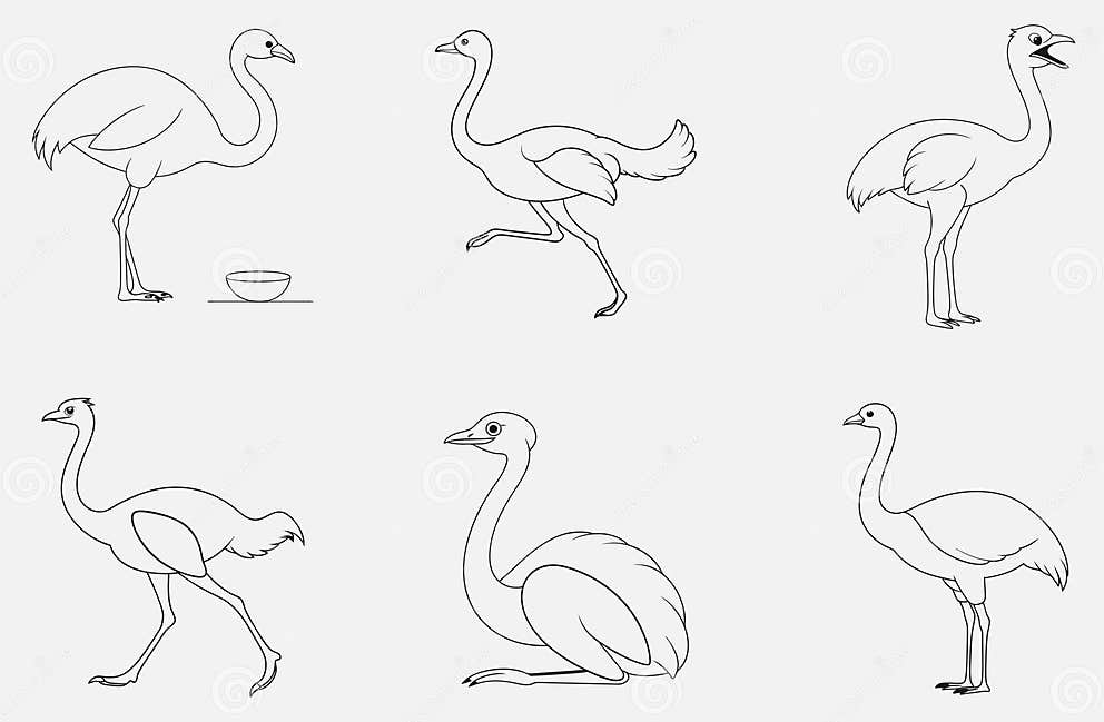 Majestic Ostrich Line Art Collection Stock Illustration - Illustration ...