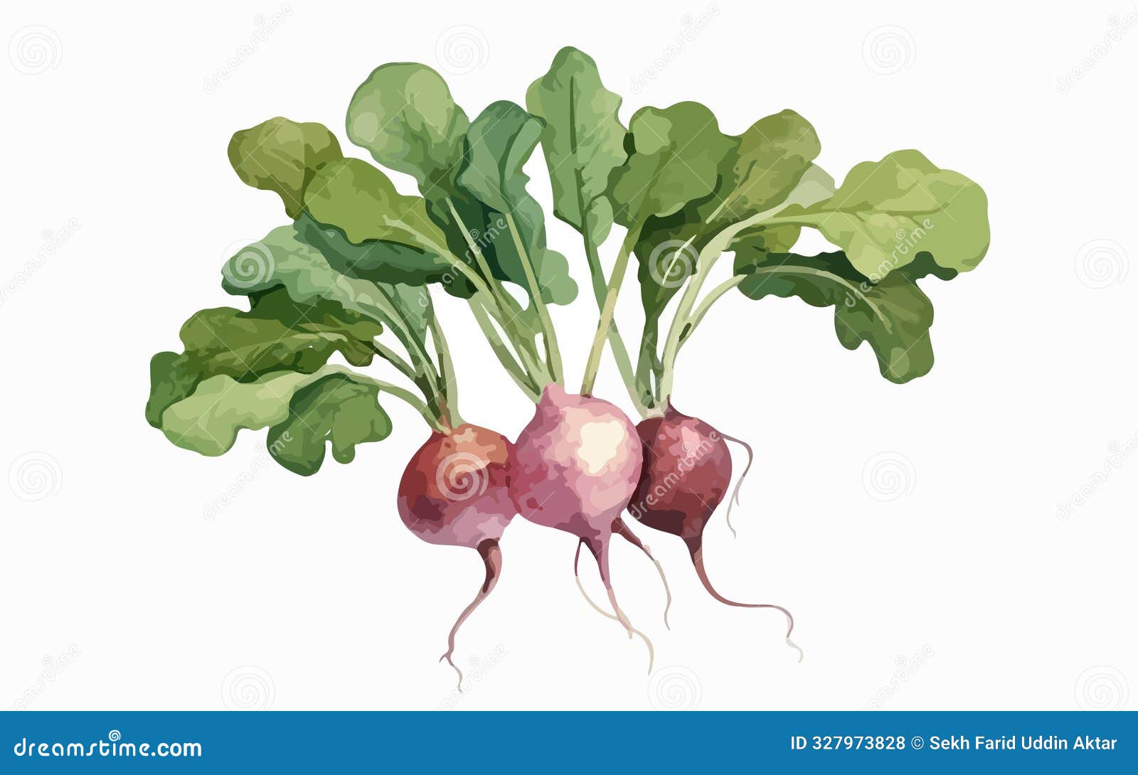 Radish Watercolor Illustration Sketch Drawing Style Clipart ...