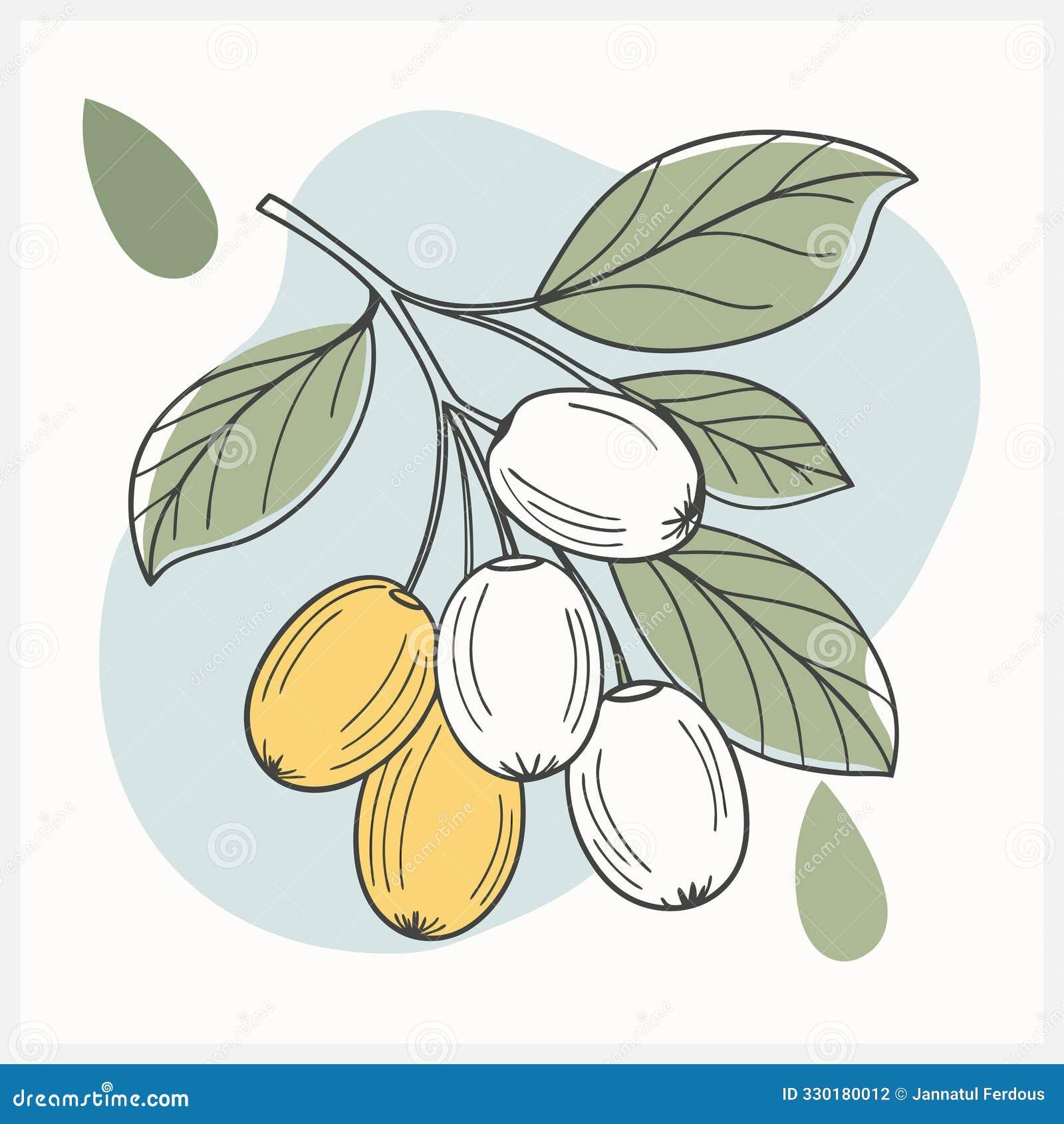 Jujube Vector Drawing. Chinese Date Isolated Illustration. Hand Drawn ...