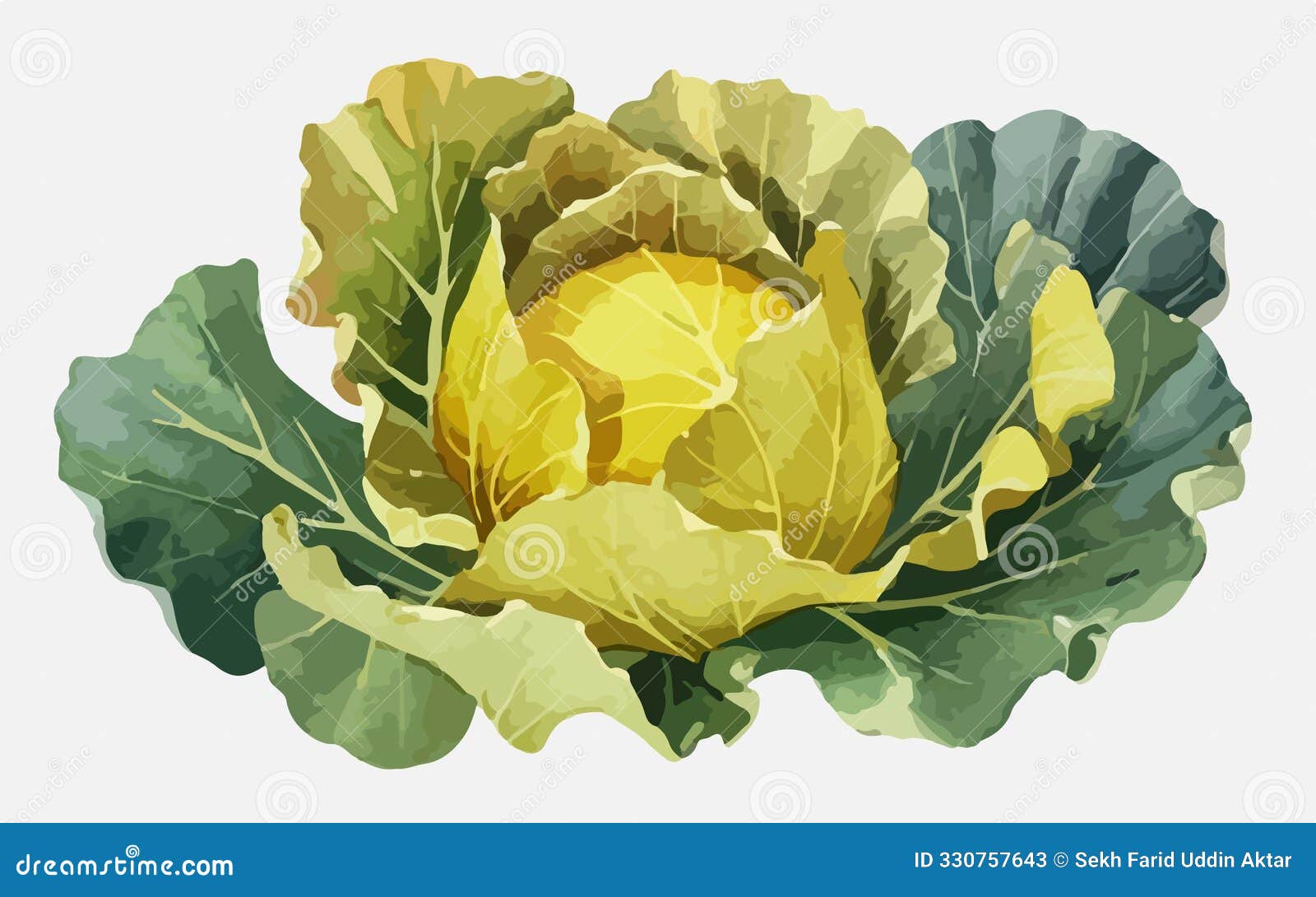 Cabbage Watercolor Illustration Sketch Drawing Style Clipart Royalty ...
