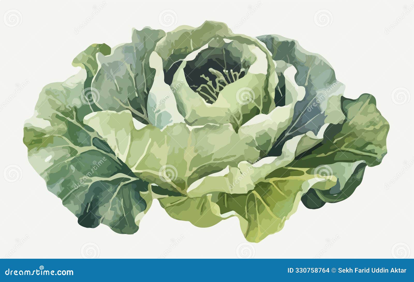 Cabbage Watercolor Illustration Sketch Drawing Style Clipart Royalty ...