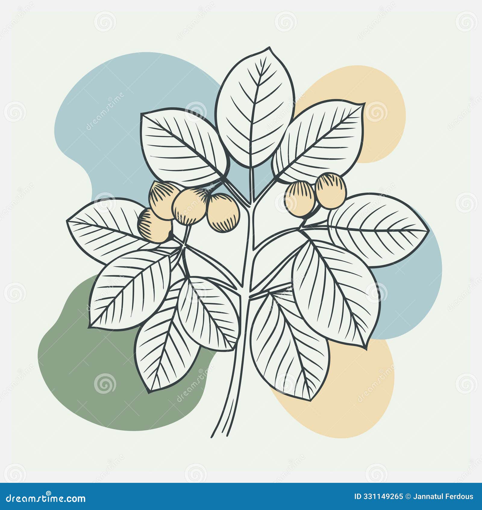 Buckeye Tree Vector Illustration Stock Illustration - Illustration of ...
