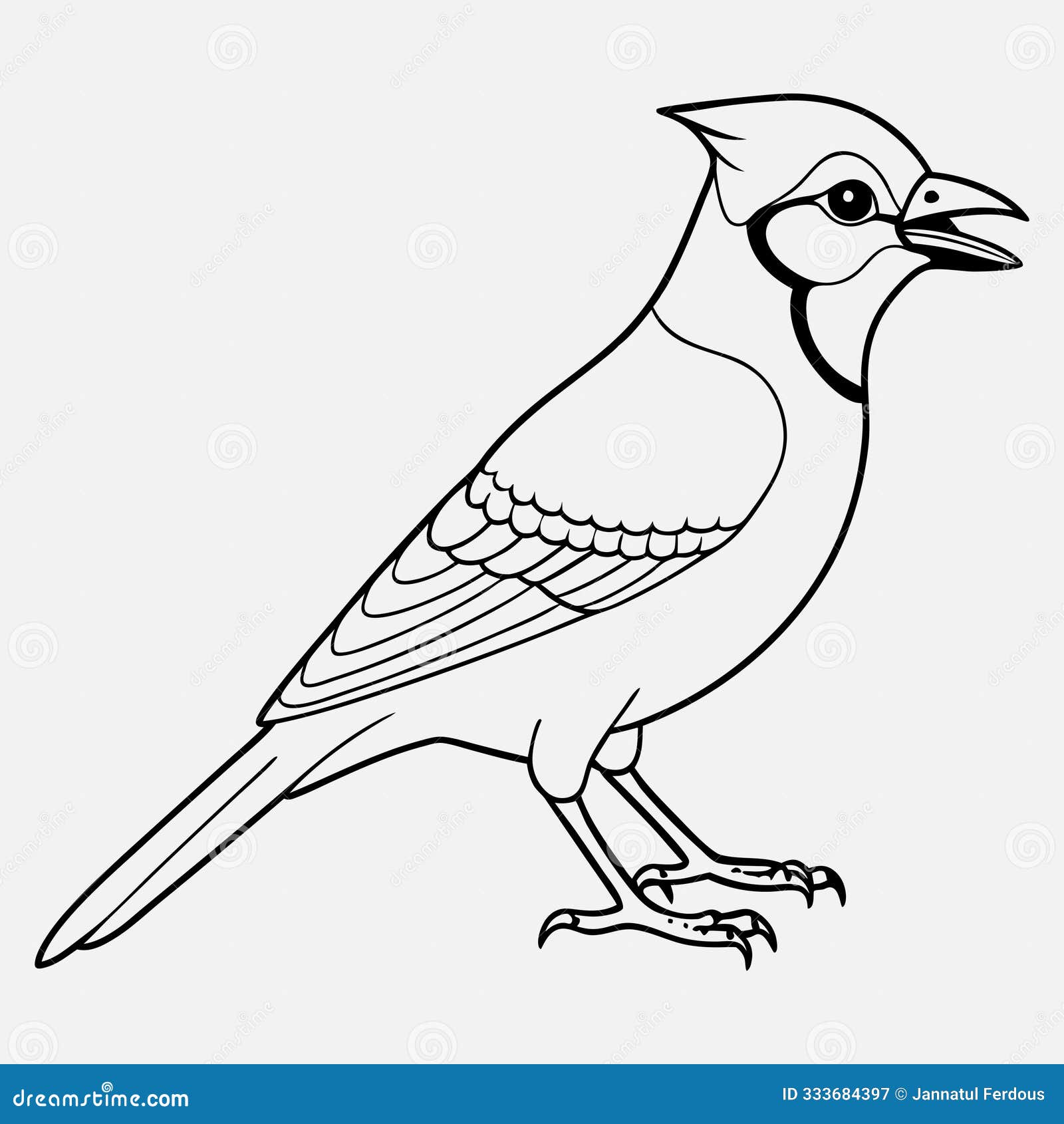 Elegant Blue Jay Bird Standing - Detailed Line Art Illustration Stock ...