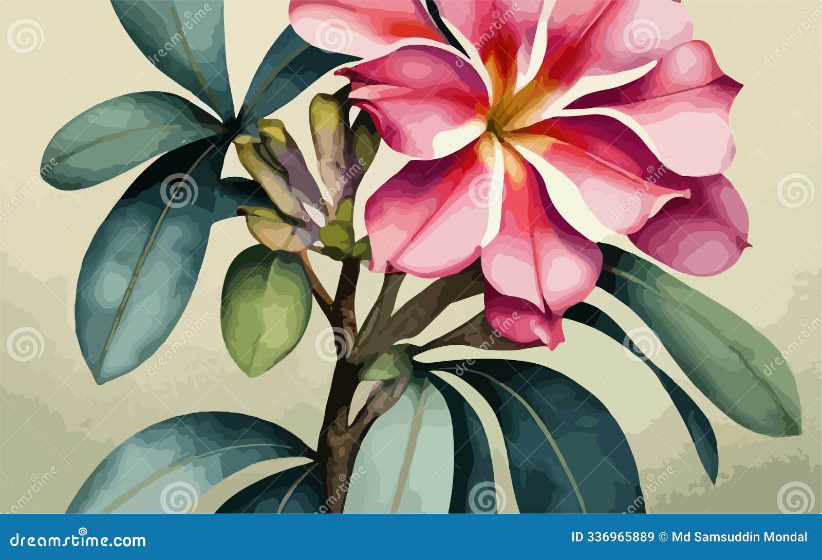 Watercolor Illustration of Adenium Flower, Botanical Illustration ...