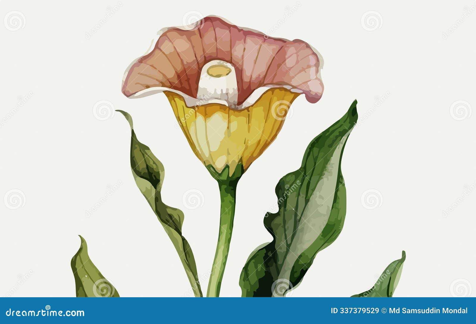 Watercolor Illustration of Arum Lobe Flower, Botanical Illustration ...