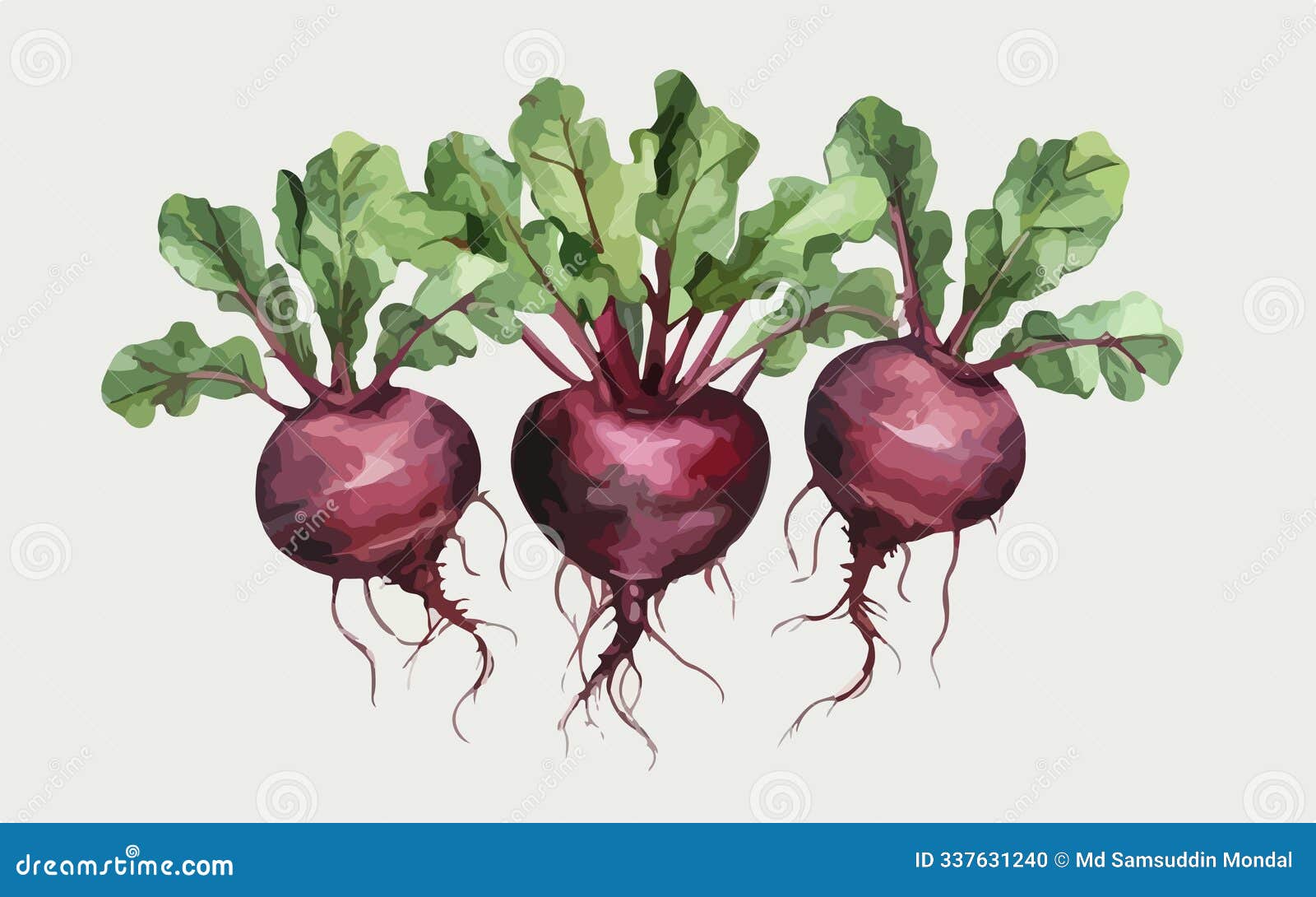 Watercolor Illustration of Beetroot, Botanical Illustration, Flowers ...