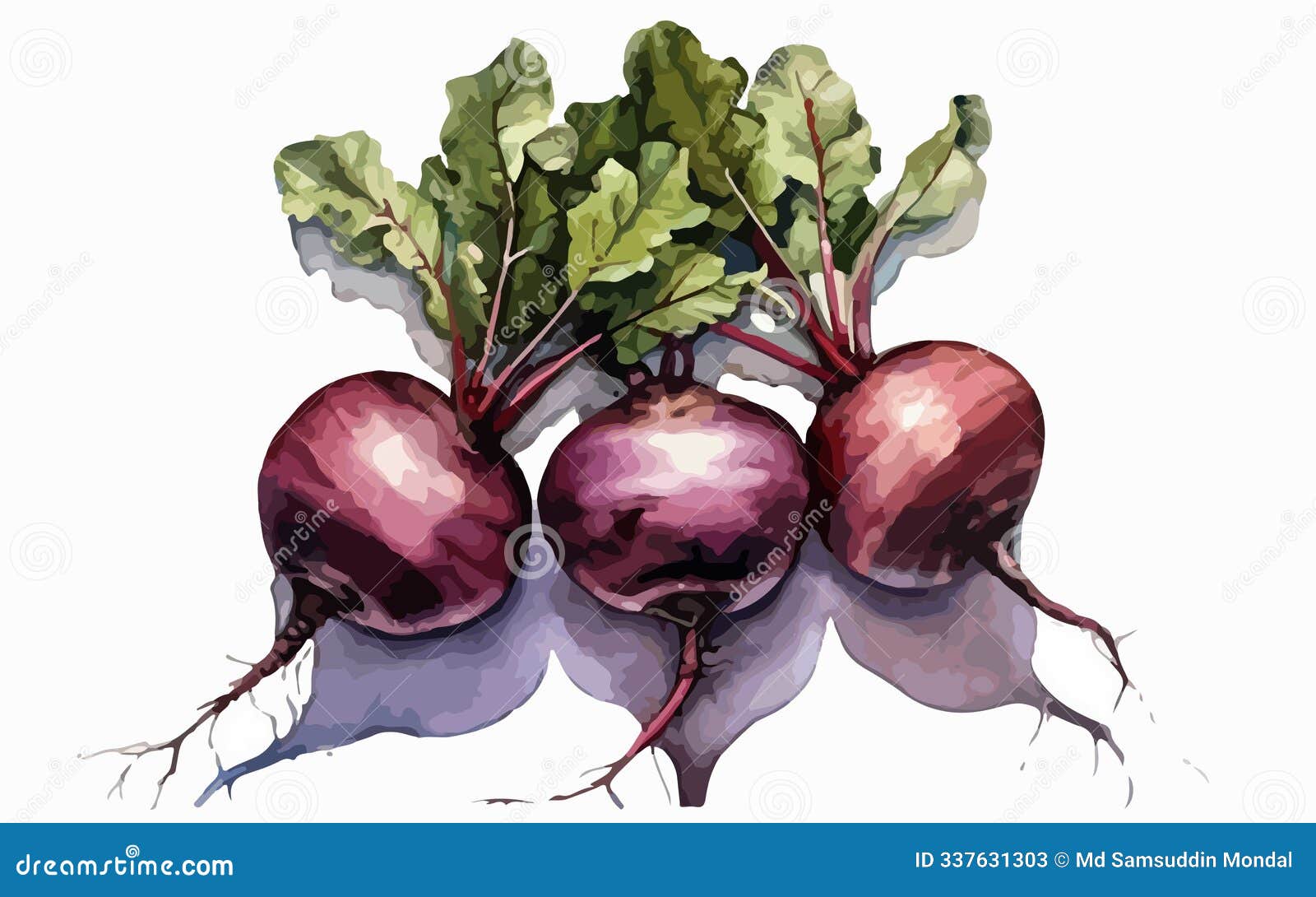 Watercolor Illustration of Beetroot, Botanical Illustration, Flowers ...