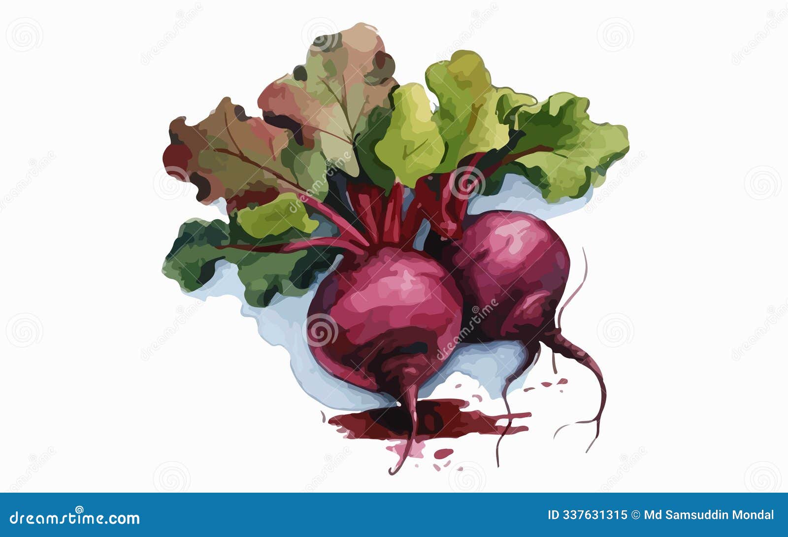 Watercolor Illustration of Beetroot, Botanical Illustration, Flowers ...