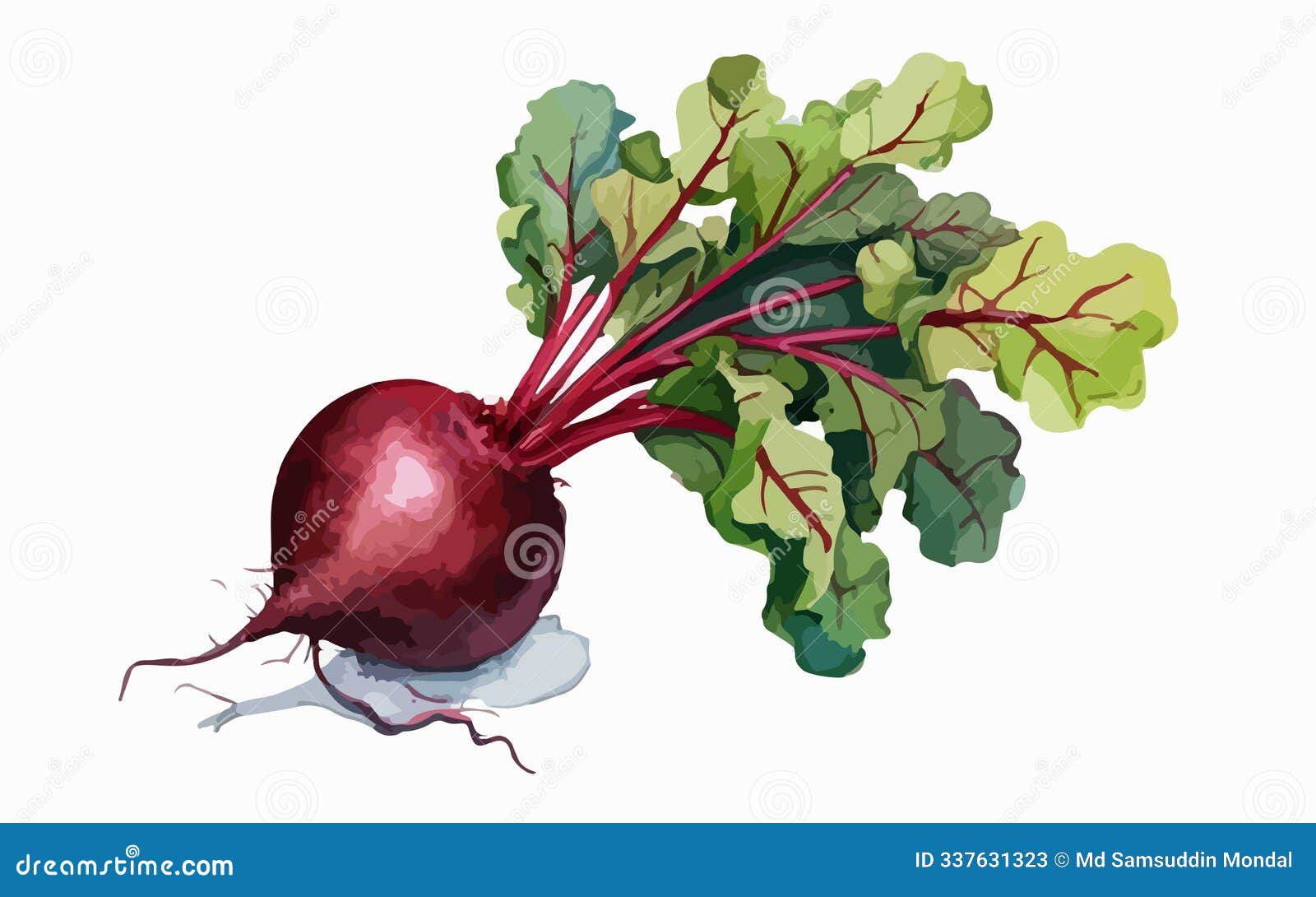 Watercolor Illustration of Beetroot, Botanical Illustration, Flowers ...