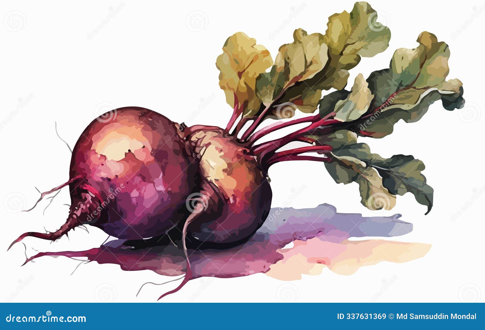 Watercolor Illustration of Beetroot, Botanical Illustration, Flowers ...