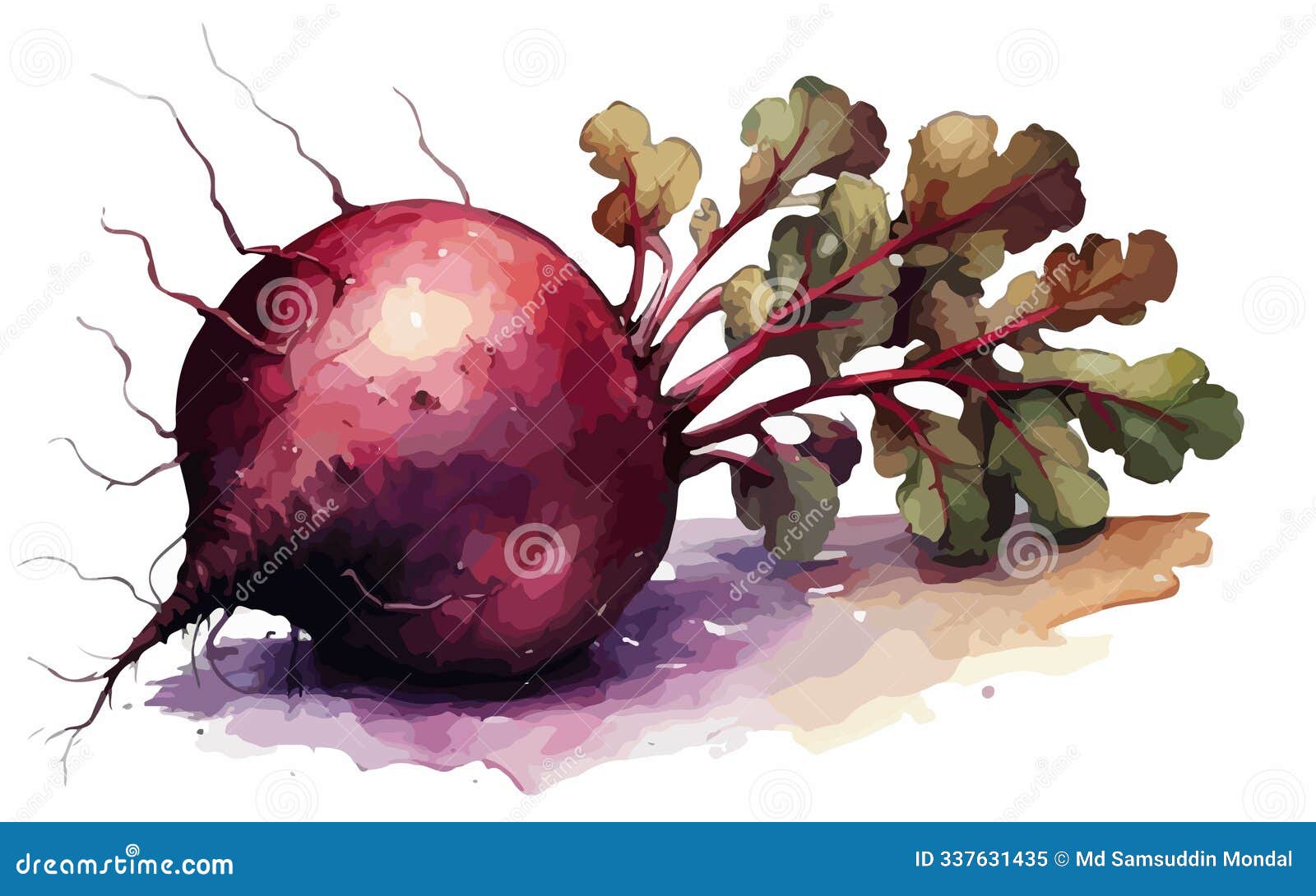 Watercolor Illustration of Beetroot, Botanical Illustration, Flowers ...