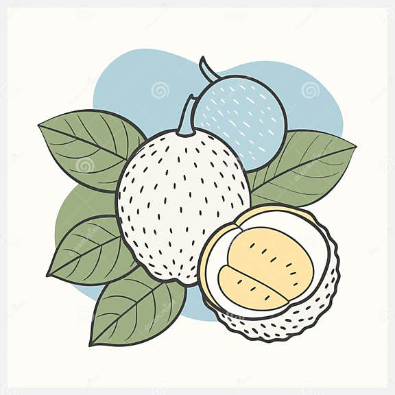 Lanzones Fruit Vector Illustration, a Stunning and Detailed ...
