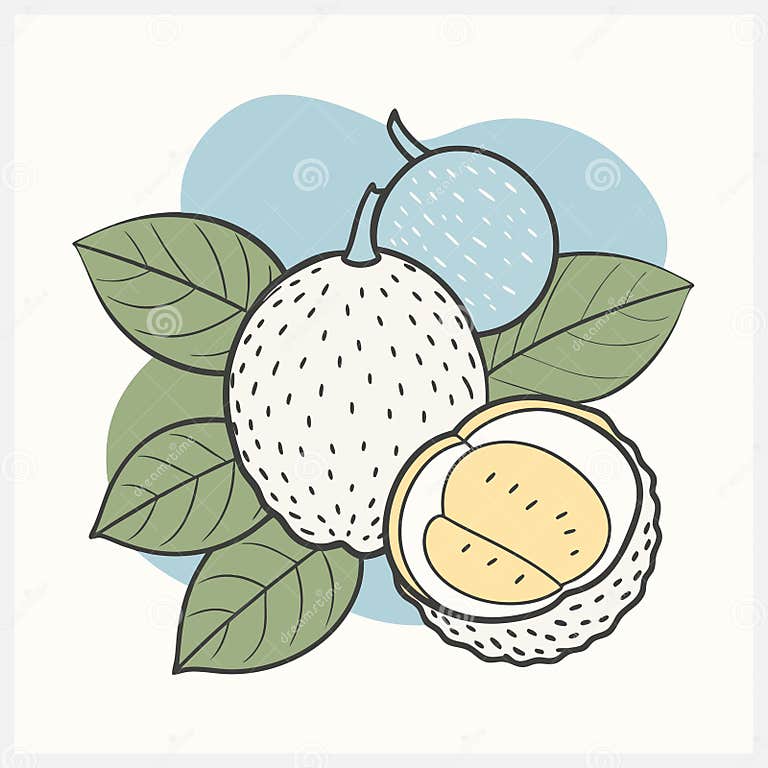 Lanzones Fruit Vector Illustration, a Stunning and Detailed ...