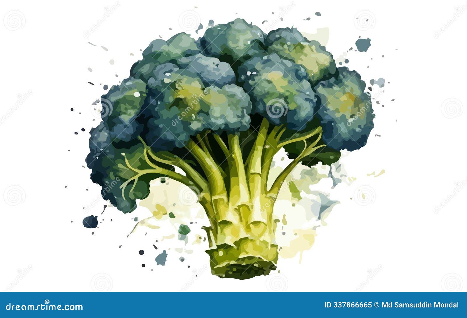 Watercolor Illustration of Broccoli, Botanical Illustration, Flowers ...
