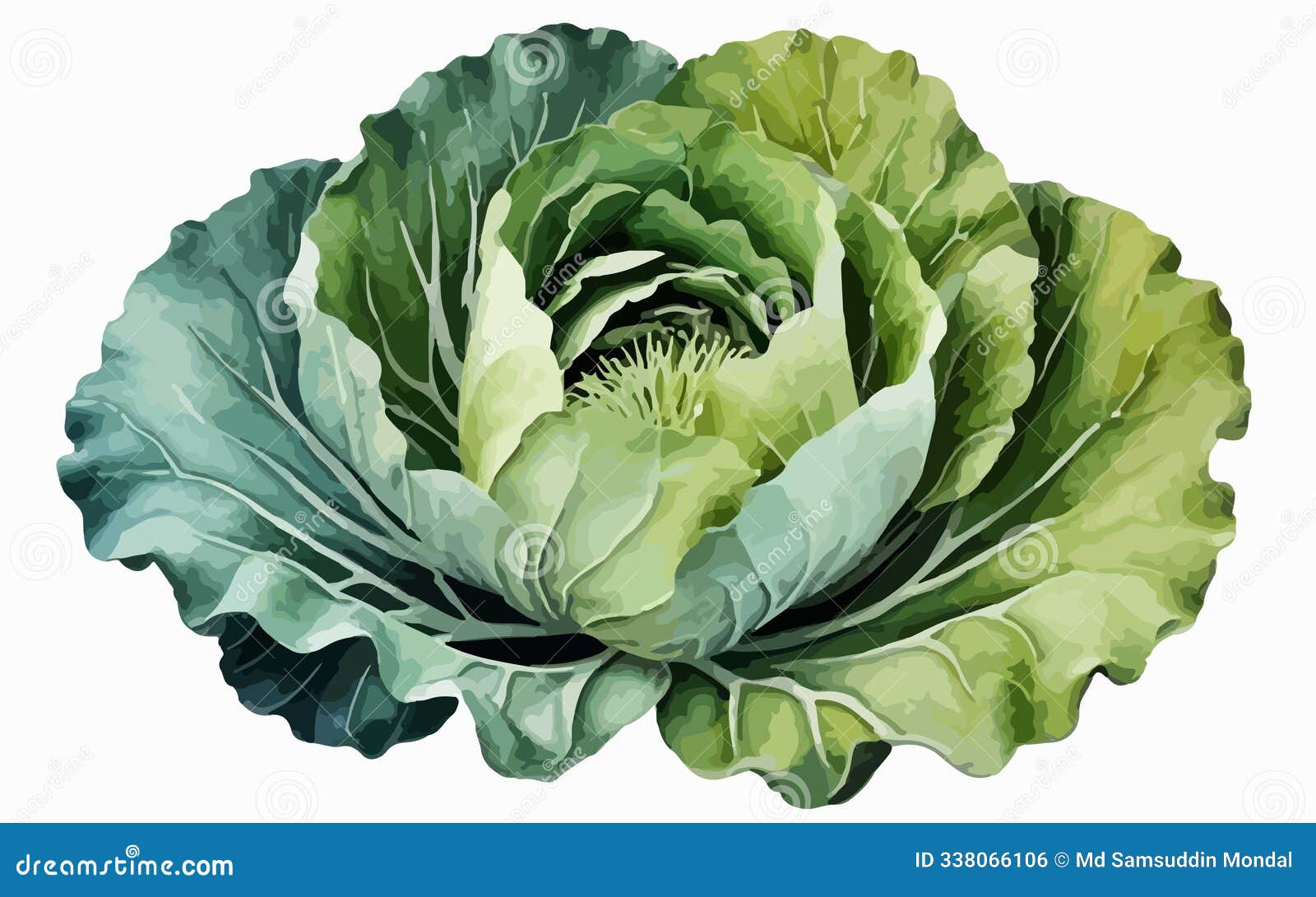 Watercolor Illustration of Cabbage Plant, Botanical Illustration ...