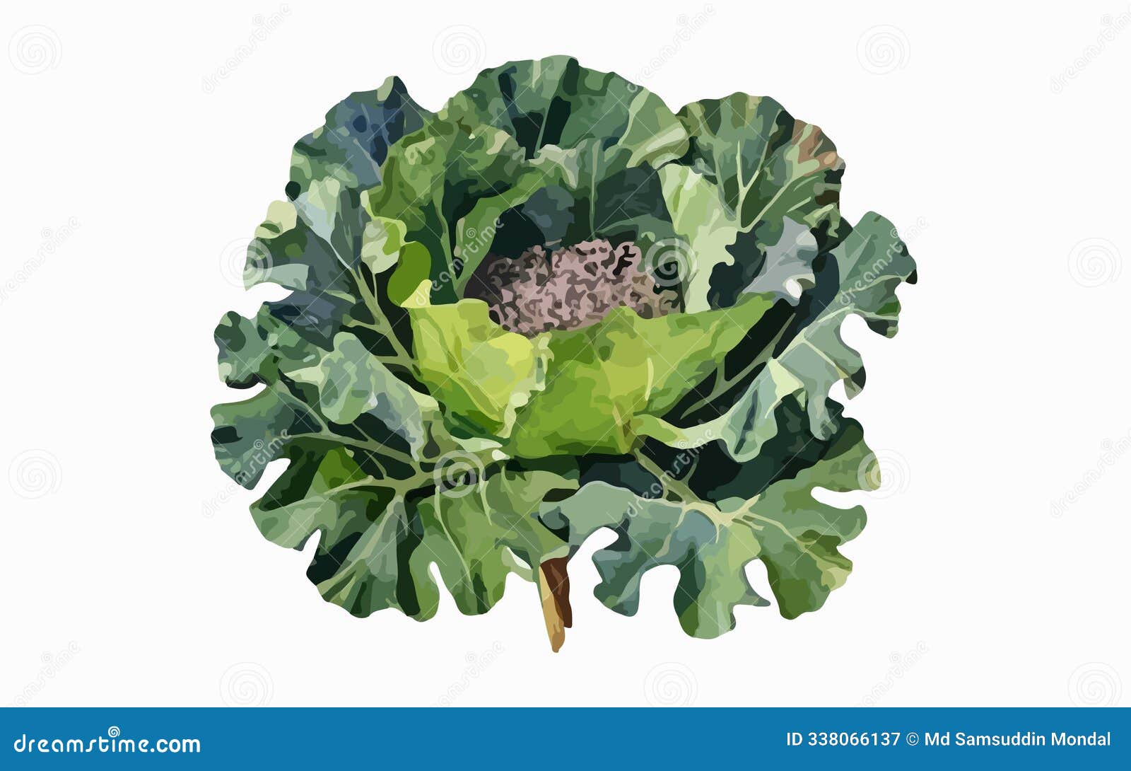 Watercolor Illustration of Cabbage Plant, Botanical Illustration ...
