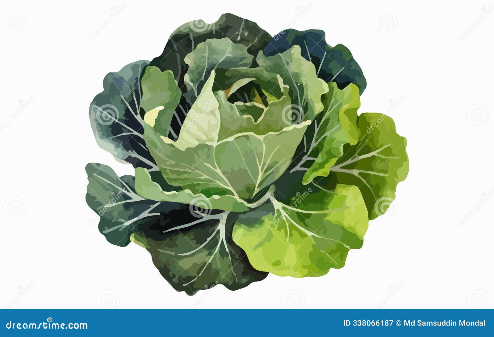 Watercolor Illustration of Cabbage Plant, Botanical Illustration ...