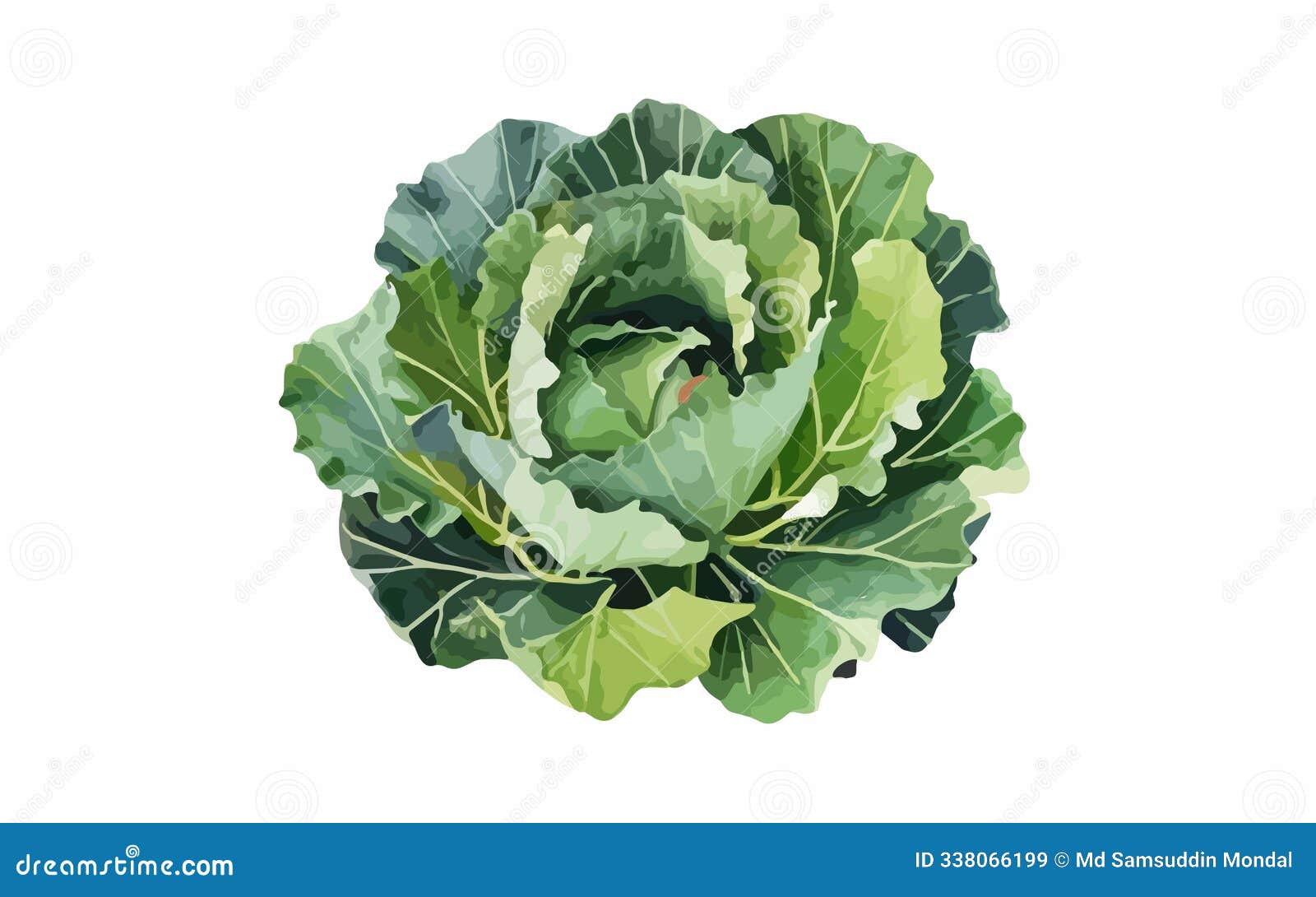 Watercolor Illustration of Cabbage Plant, Botanical Illustration ...