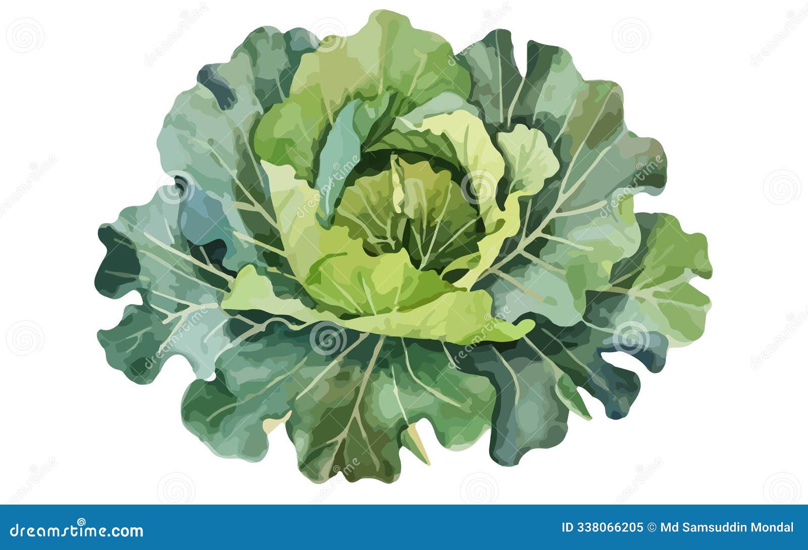 Watercolor Illustration of Cabbage Plant, Botanical Illustration ...