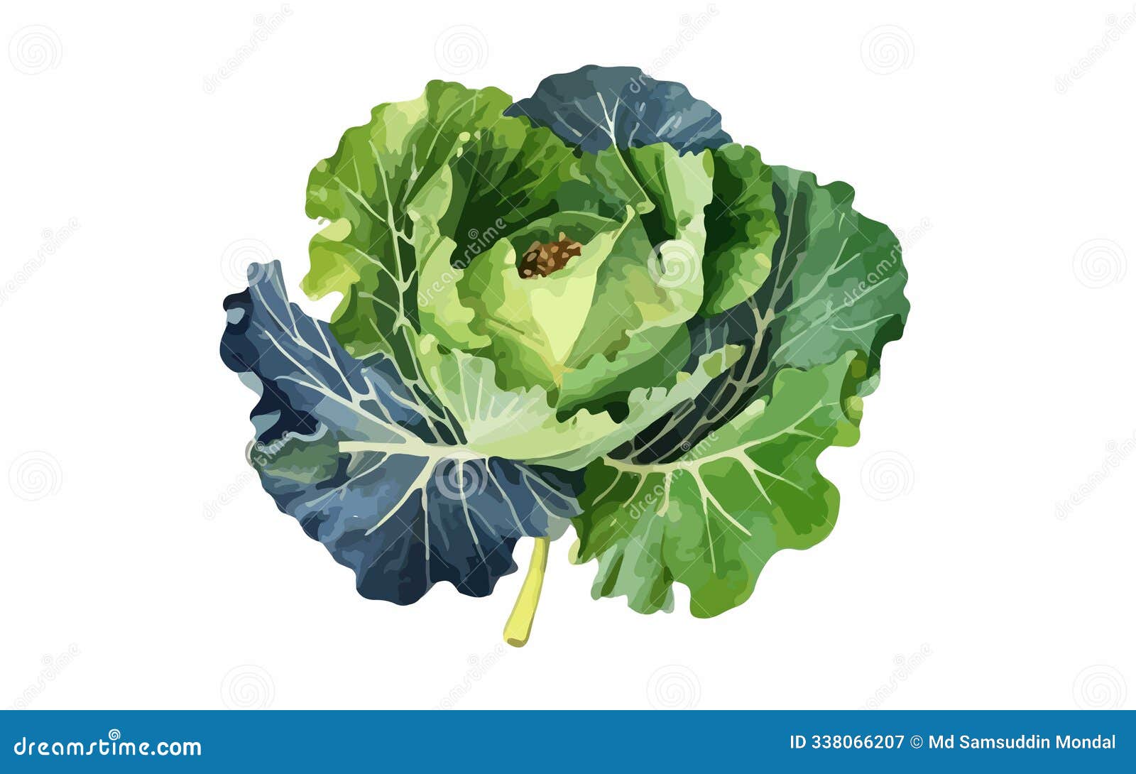 Watercolor Illustration of Cabbage Plant, Botanical Illustration ...