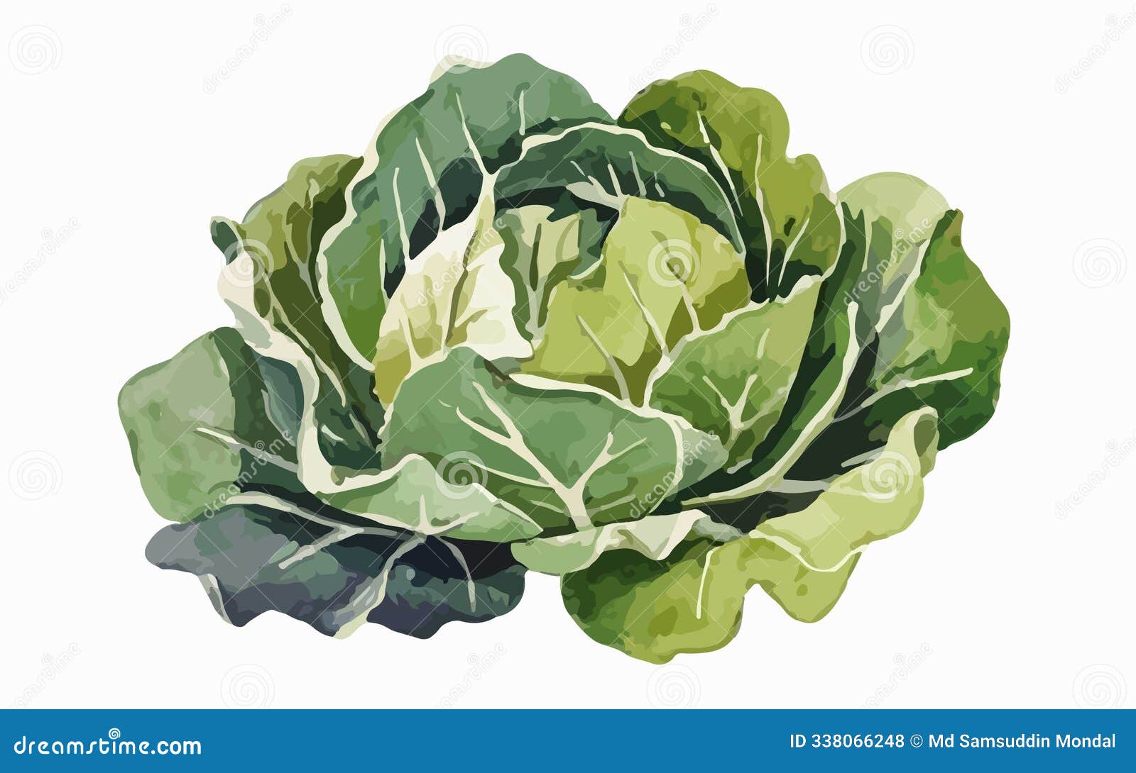 Watercolor Illustration of Cabbage Plant, Botanical Illustration ...