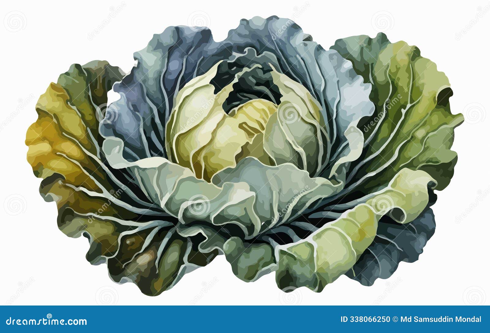 Watercolor Illustration of Cabbage Plant, Botanical Illustration ...