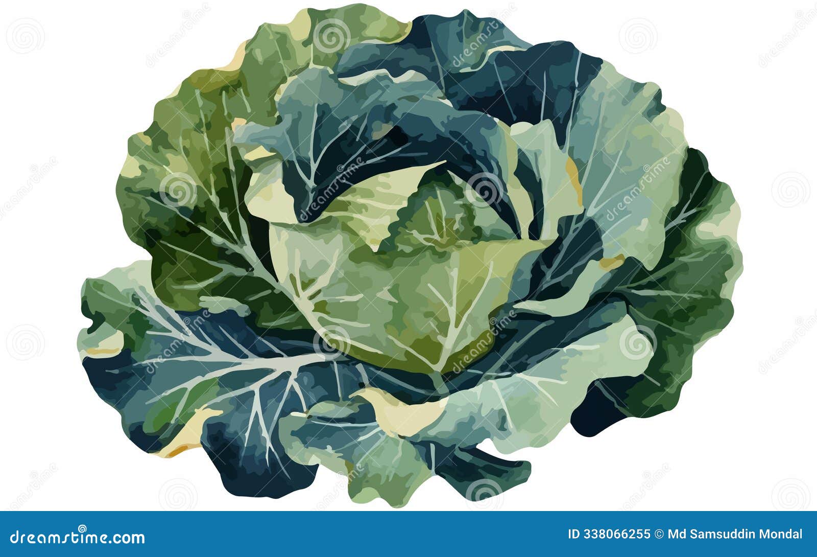 Watercolor Illustration of Cabbage Plant, Botanical Illustration ...