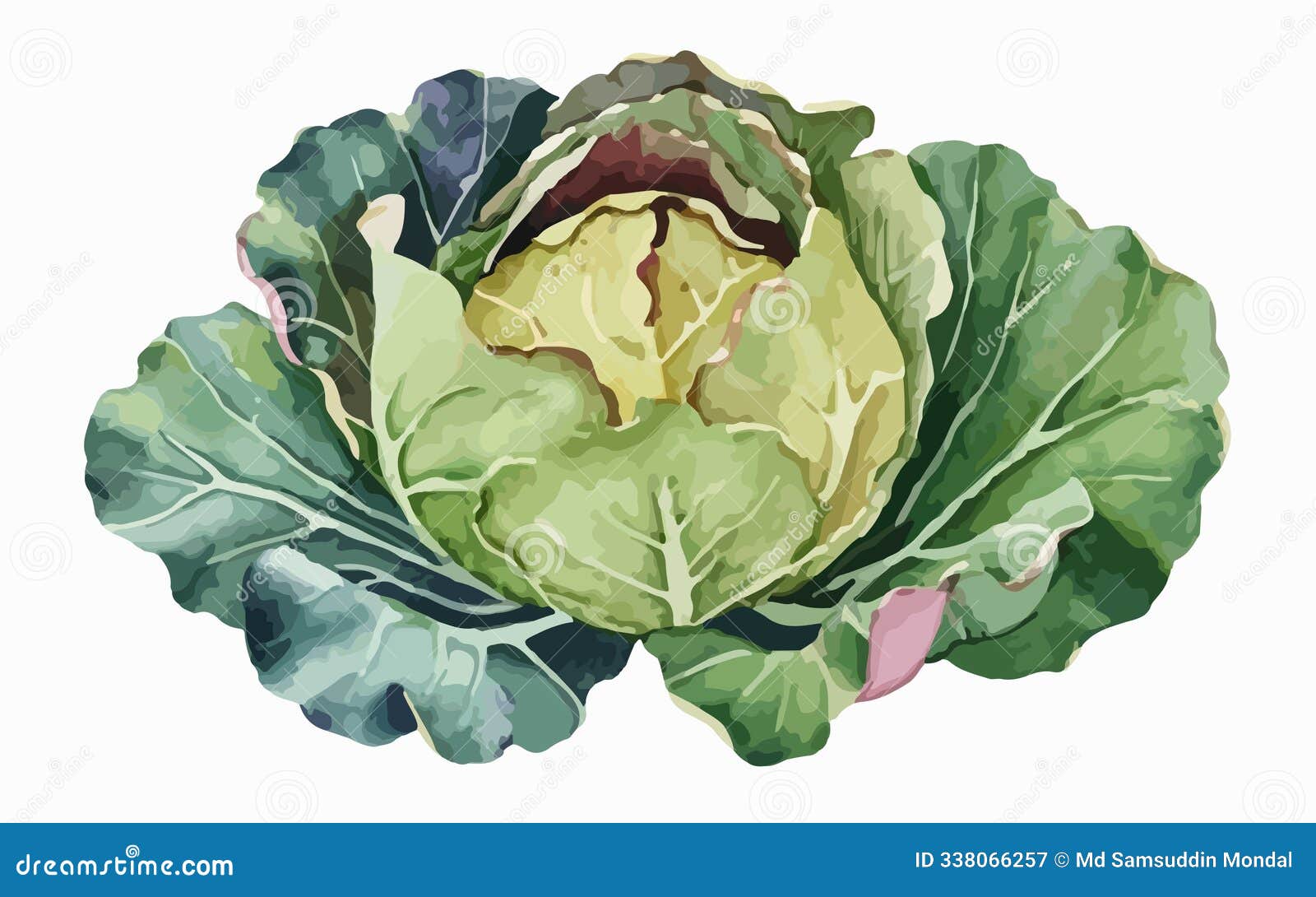 Watercolor Illustration of Cabbage Plant, Botanical Illustration ...