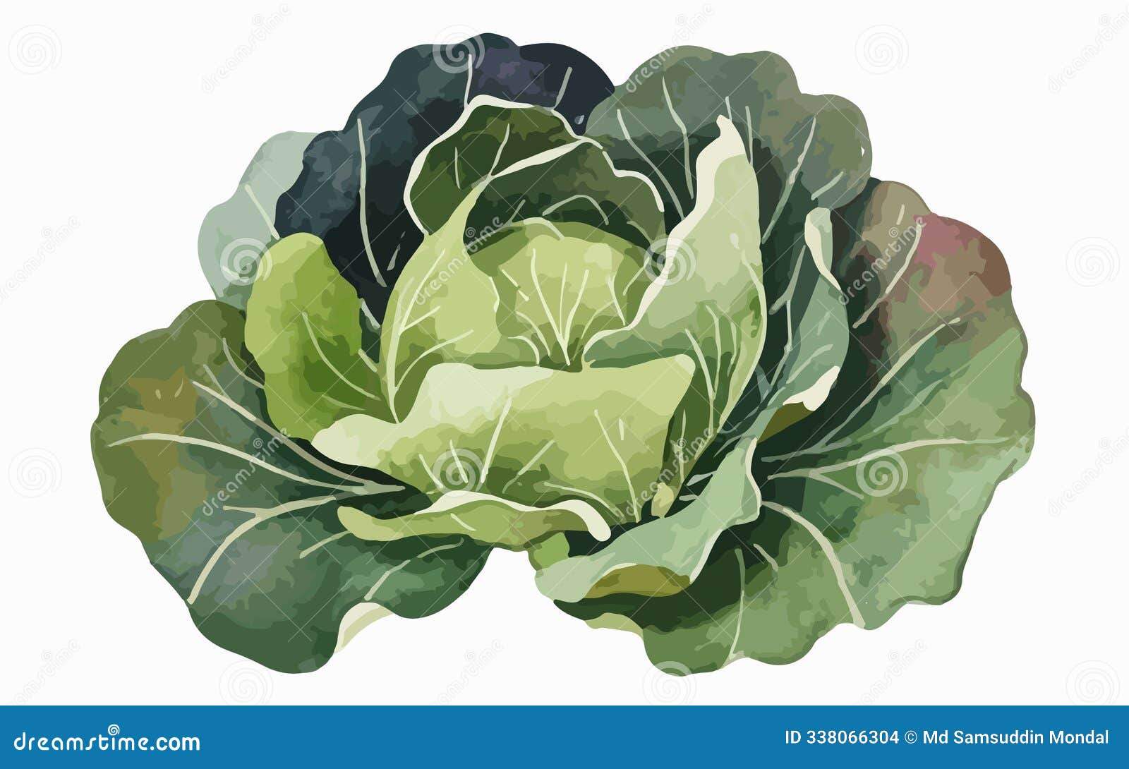 Watercolor Illustration of Cabbage Plant, Botanical Illustration ...