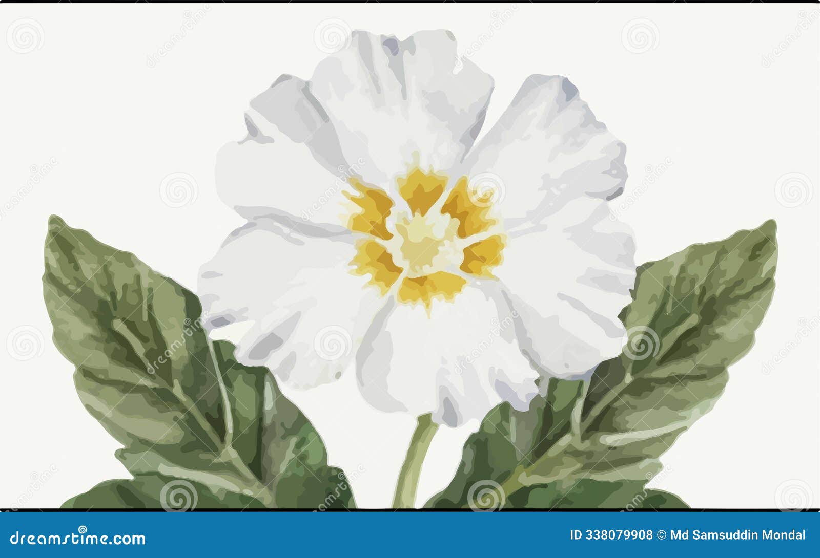 Watercolor Illustration of Cape Primrose Flower, Botanical Illustration ...