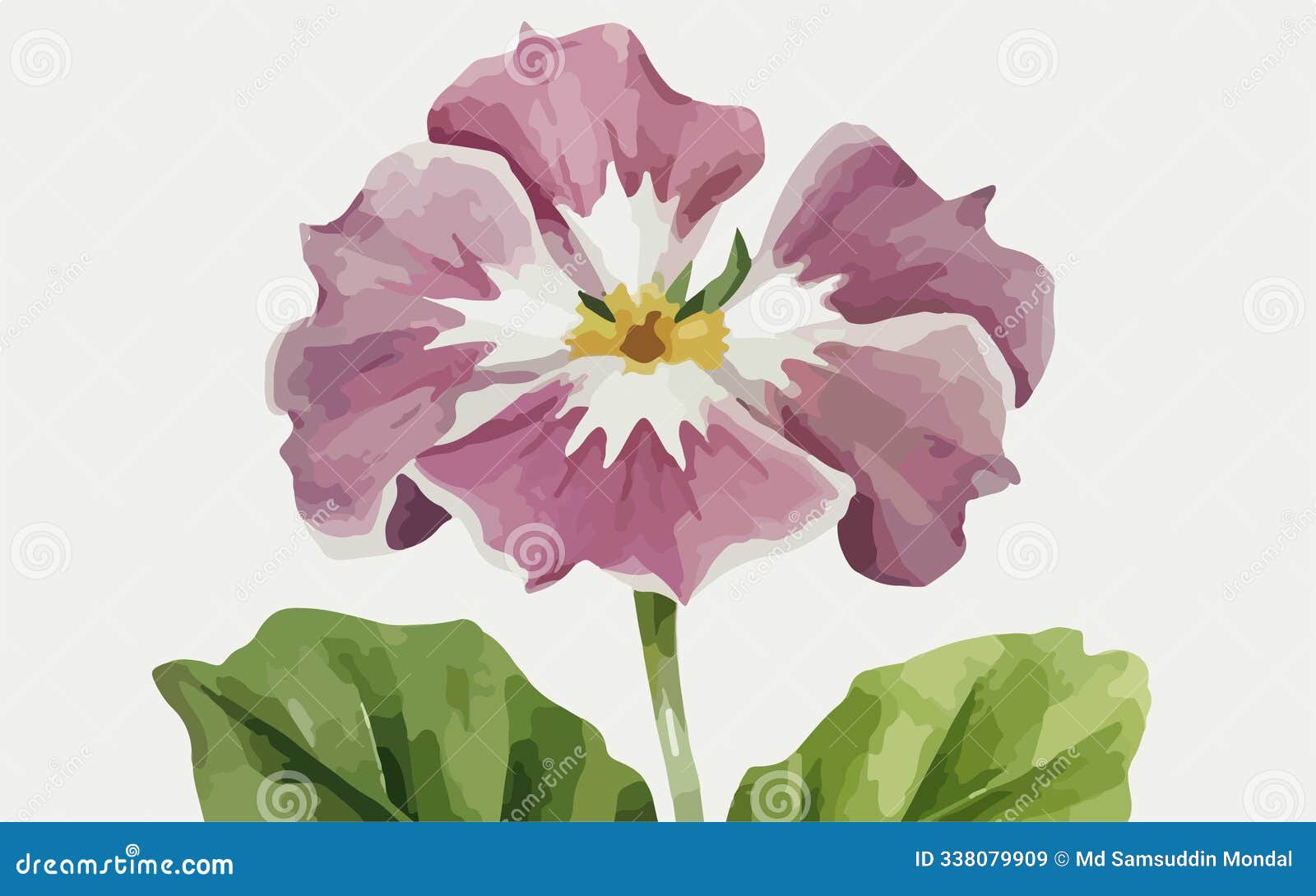 Watercolor Illustration of Cape Primrose Flower, Botanical Illustration ...