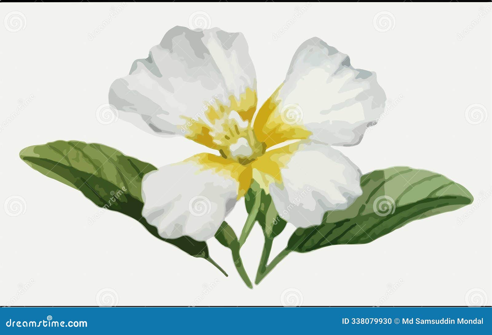 Watercolor Illustration of Cape Primrose Flower, Botanical Illustration ...