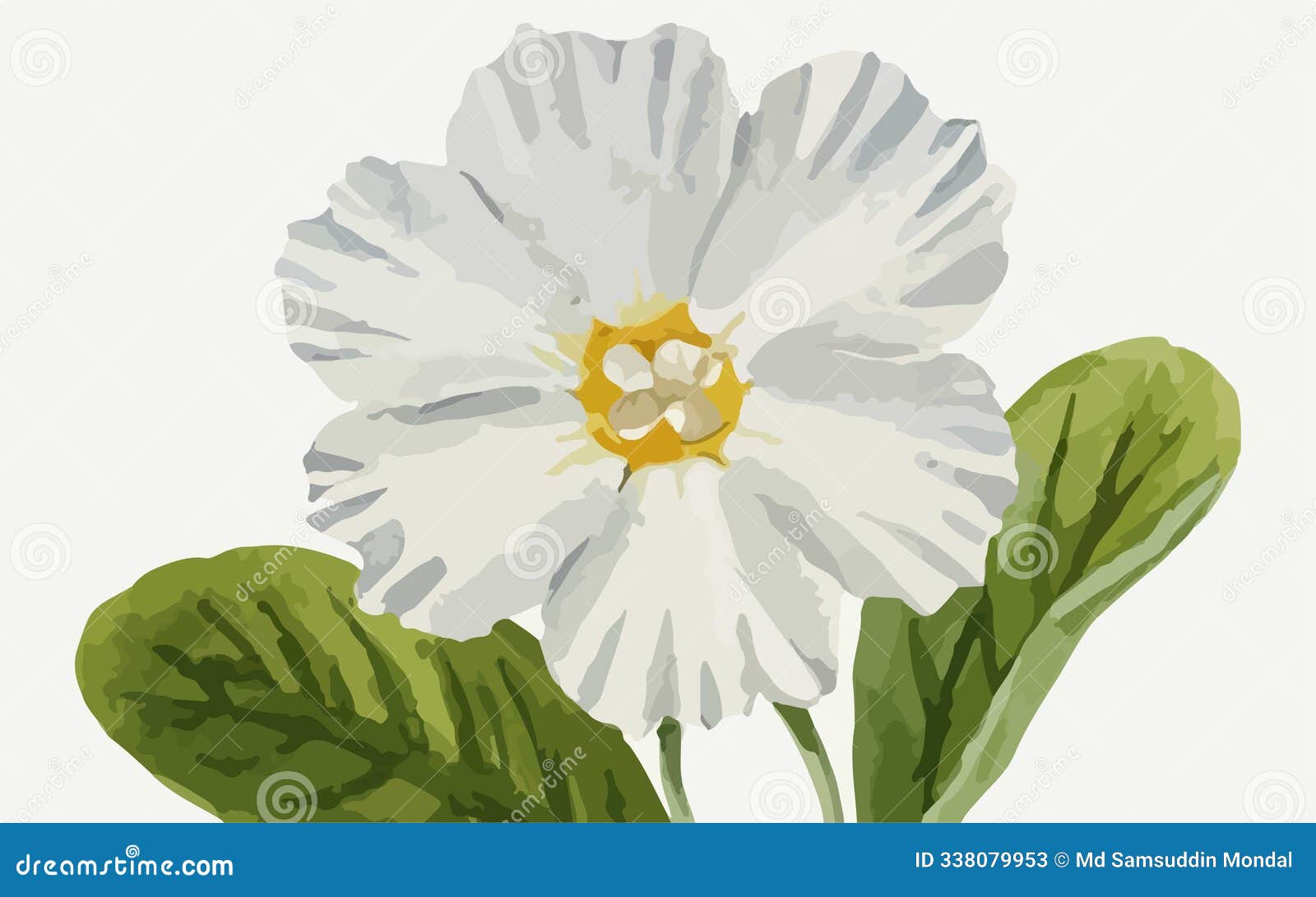 Watercolor Illustration of Cape Primrose Flower, Botanical Illustration ...