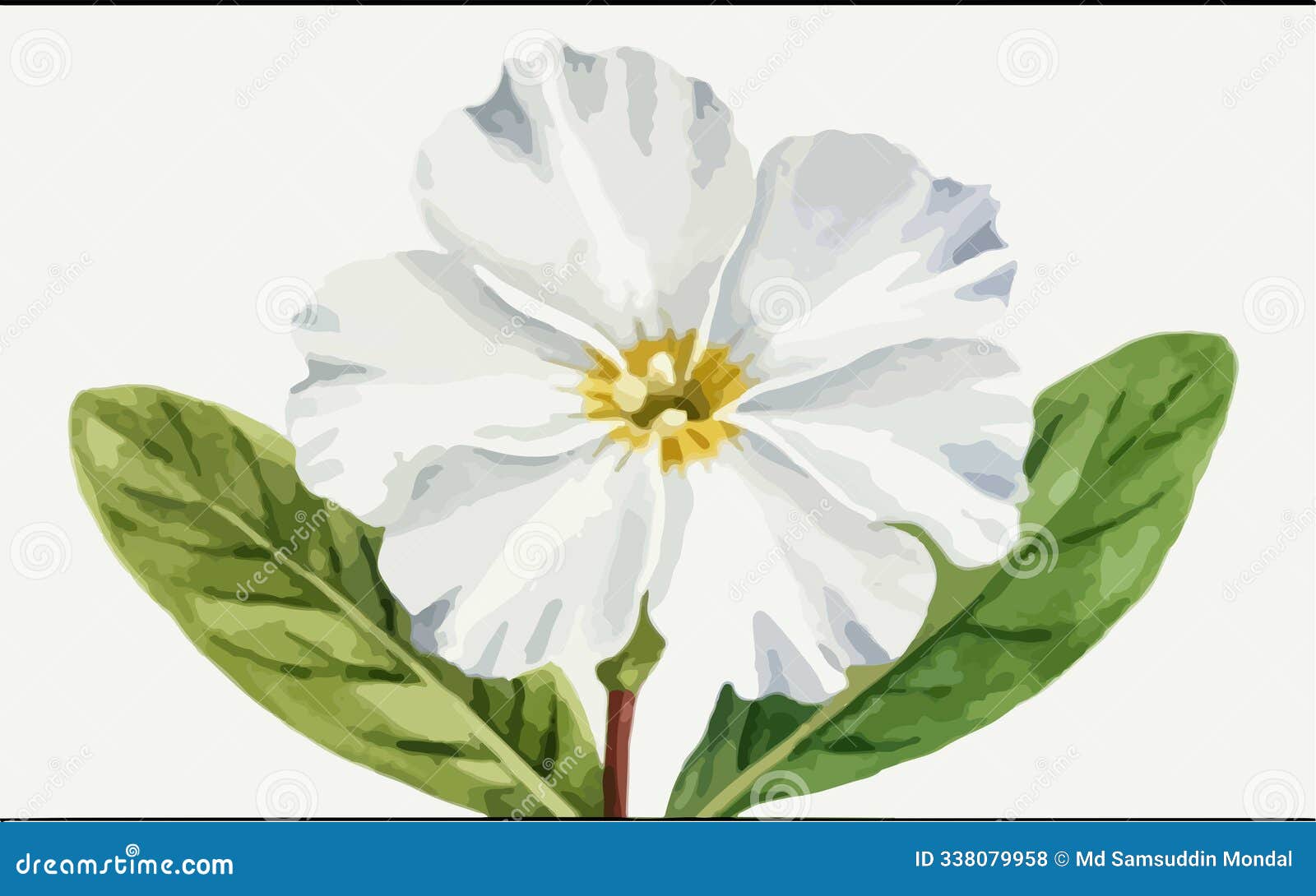 Watercolor Illustration of Cape Primrose Flower, Botanical Illustration ...